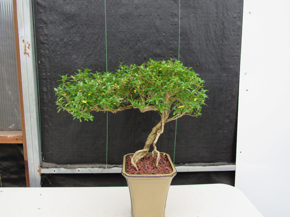 21 Year Old Thousand Star Serissa Flowering Semi Cascade Specimen Bons