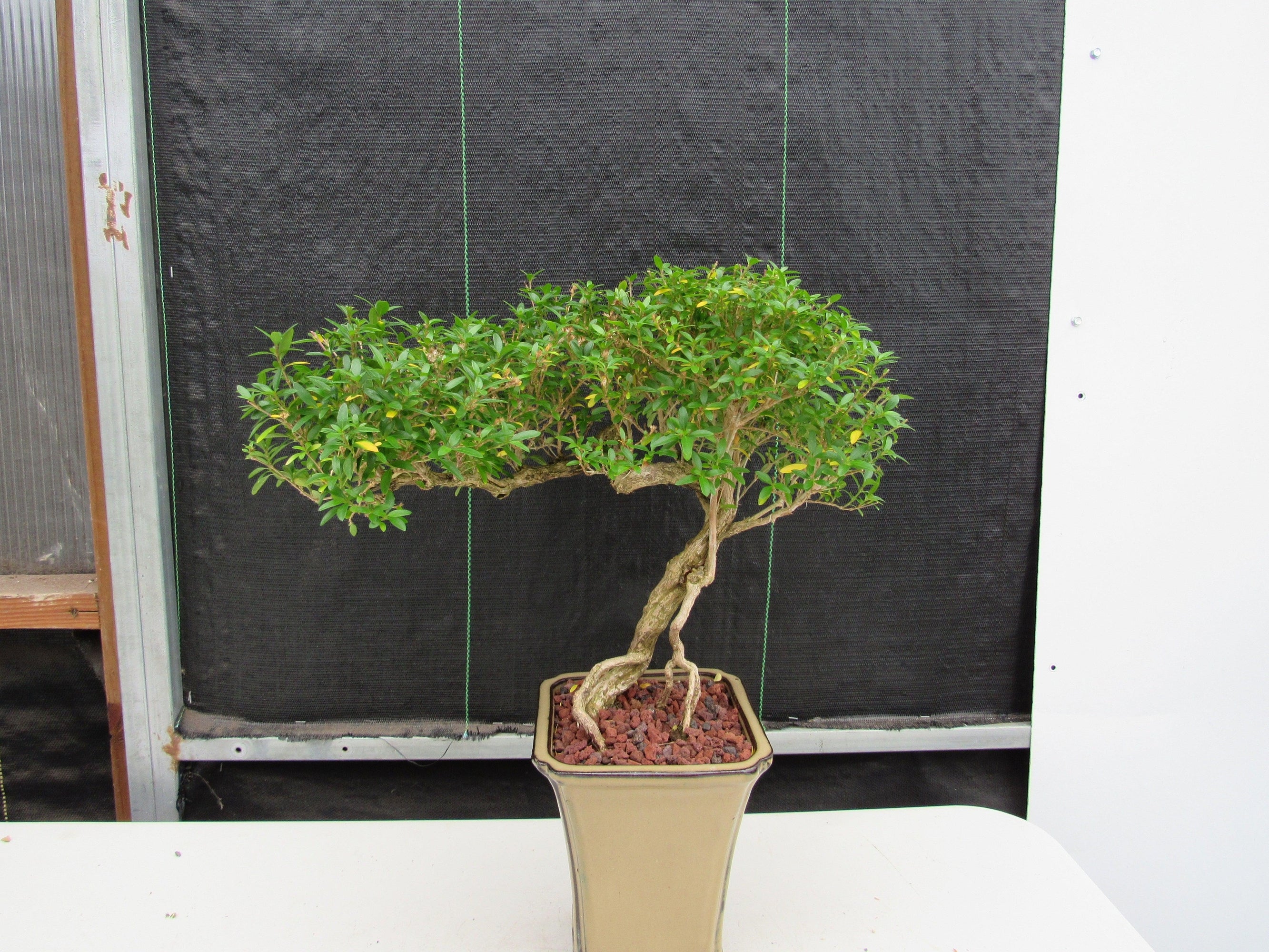 21 Year Old Thousand Star Serissa Flowering Semi Cascade Specimen Bons