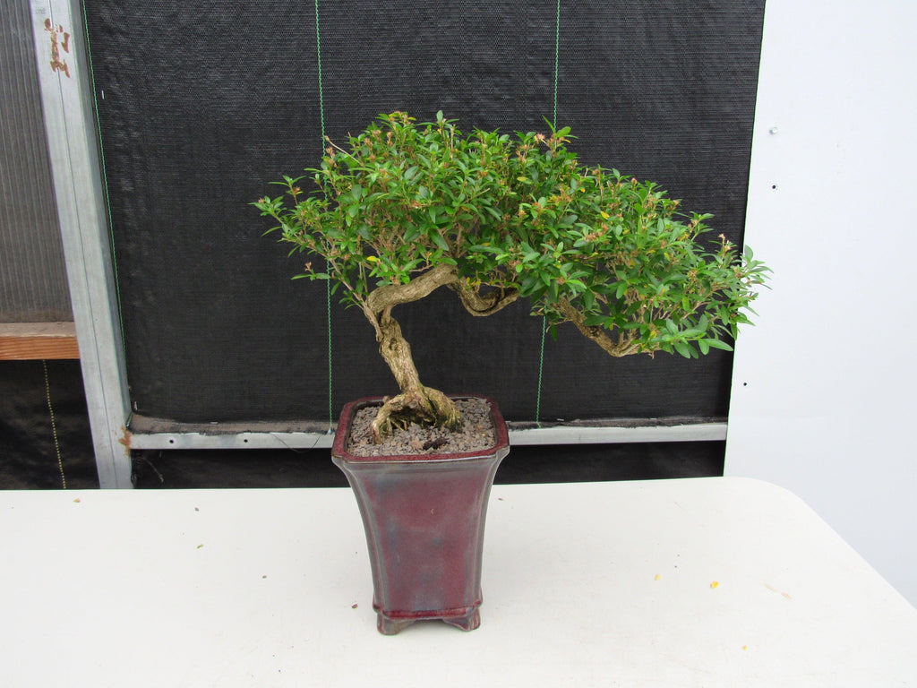 Serissa