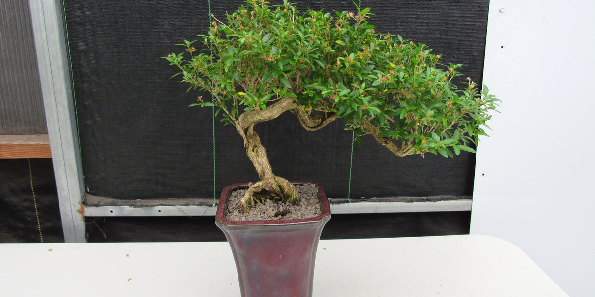 21 Year Old Thousand Star Serissa Flowering Semi Cascade Specimen Bons