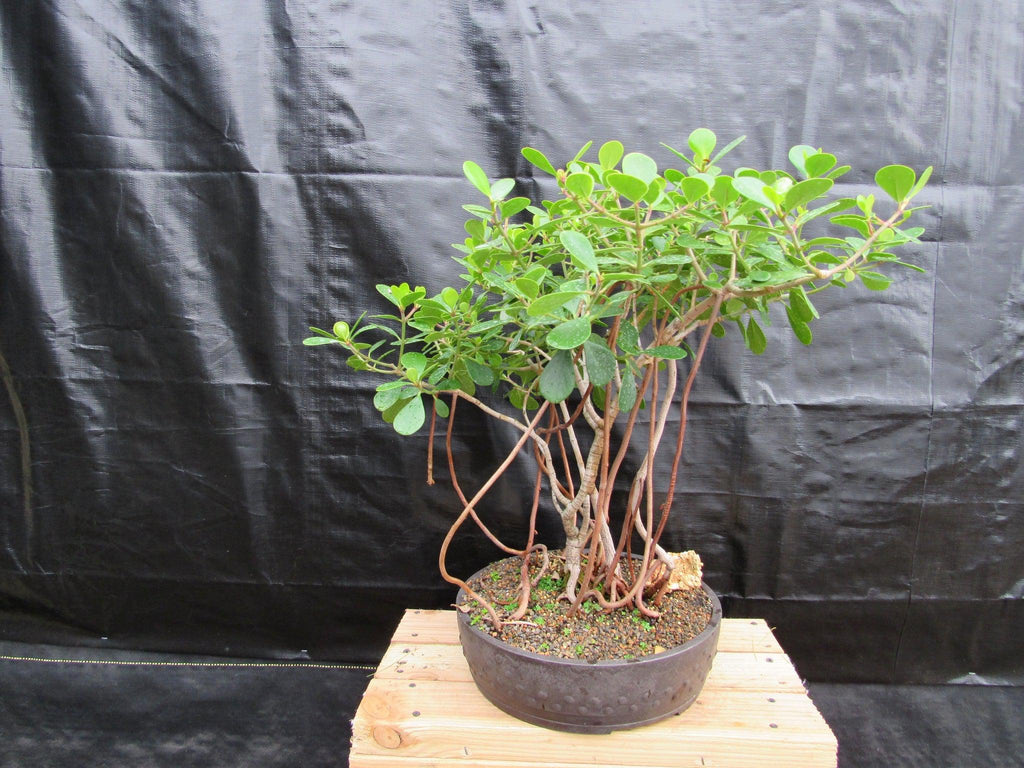Tropical Dwarf Apple