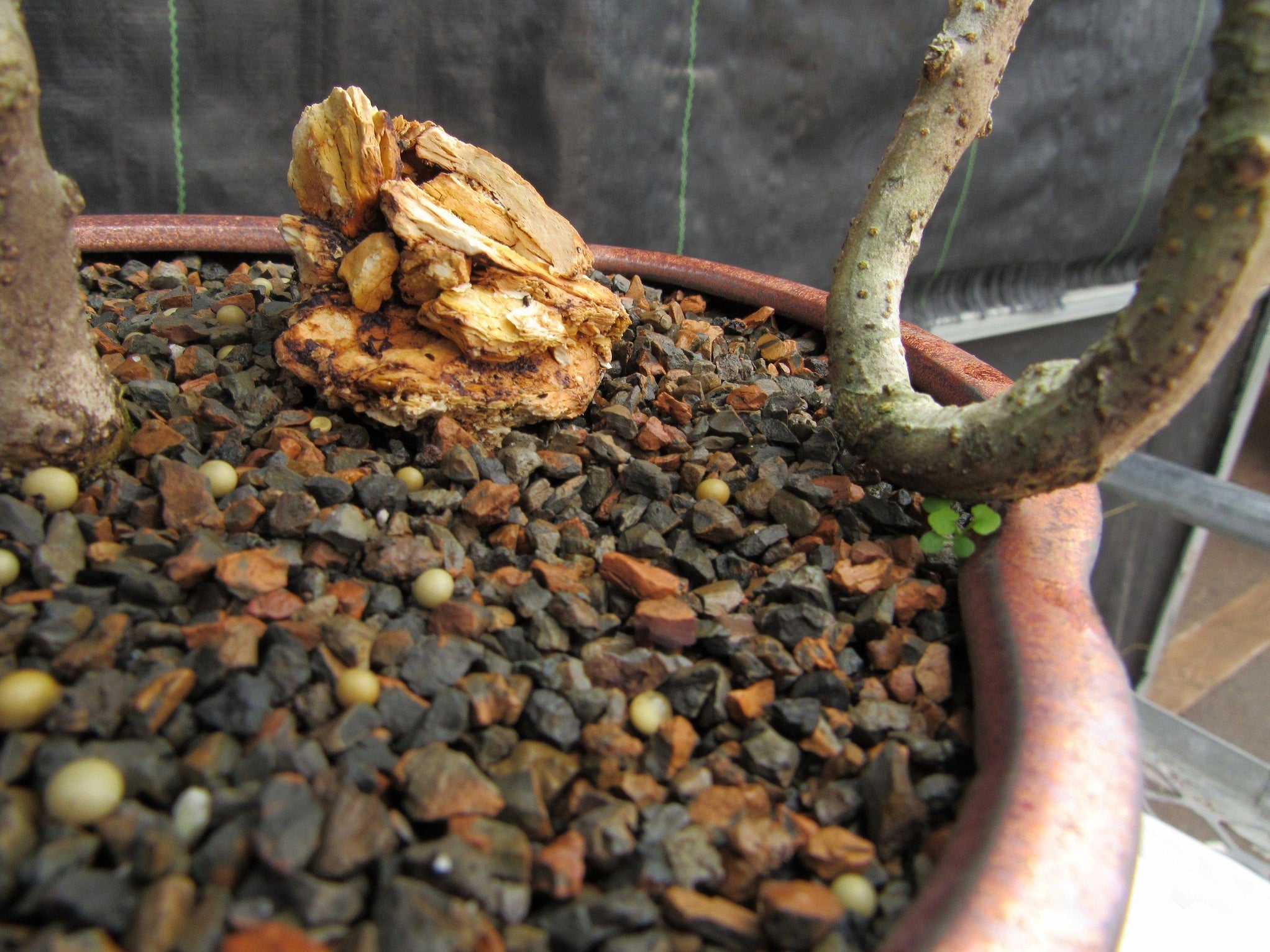24 Year Old European Olive Literati Style Specimen Bonsai Tree