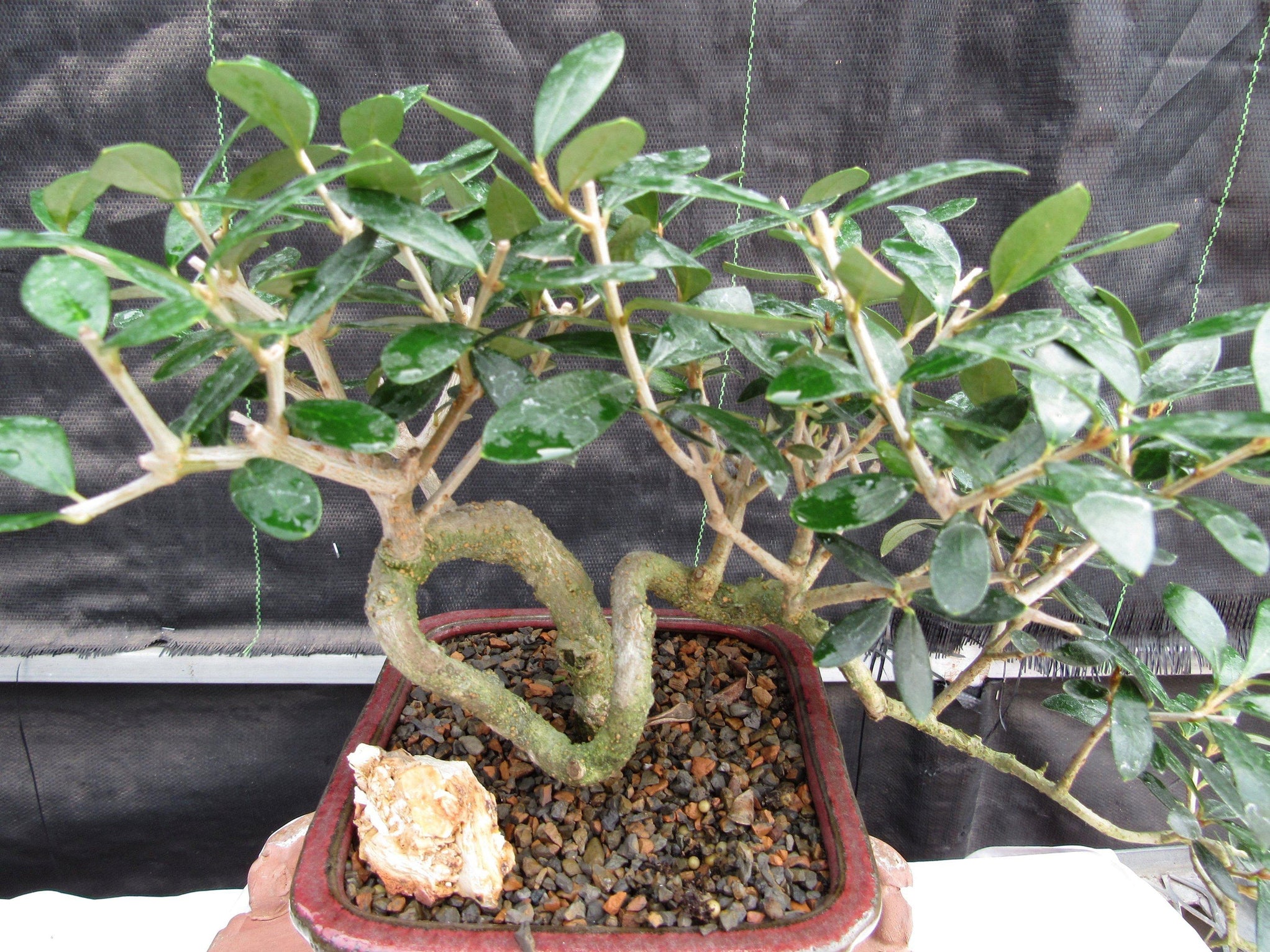 24 Year Old European Olive Semi-Cascade Coil Specimen Bonsai Tree