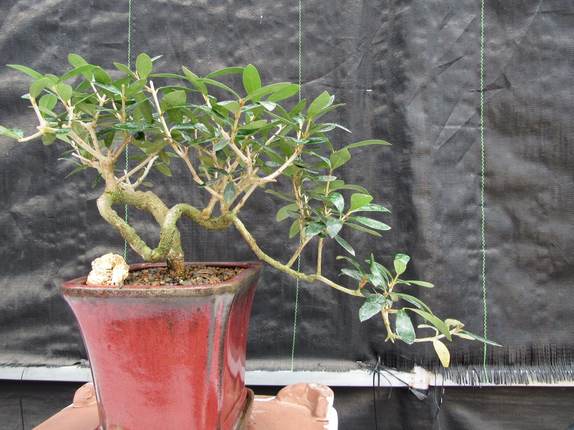 24 Year Old European Olive Semi-Cascade Coil Specimen Bonsai Tree