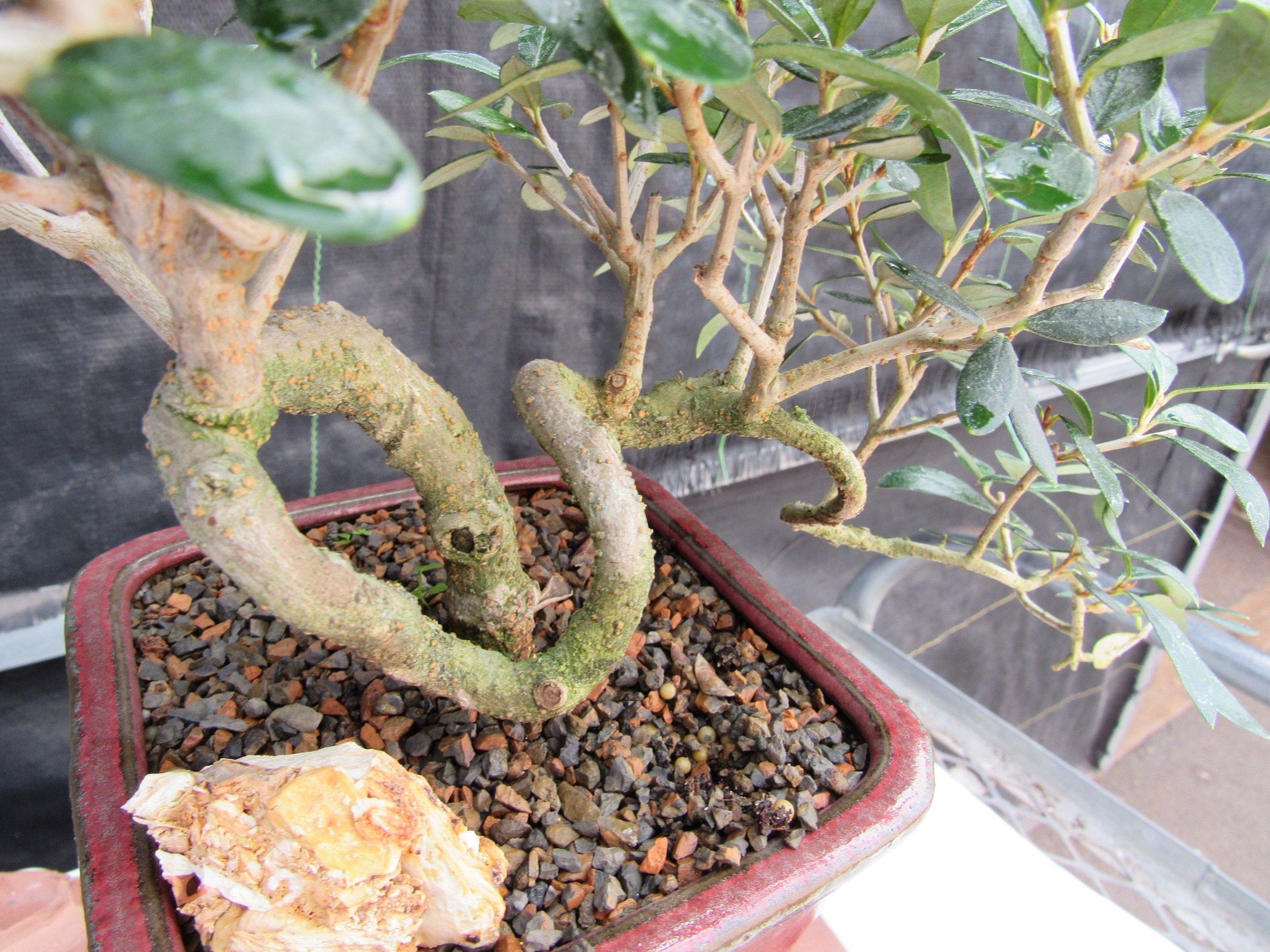 24 Year Old European Olive Semi-Cascade Coil Specimen Bonsai Tree