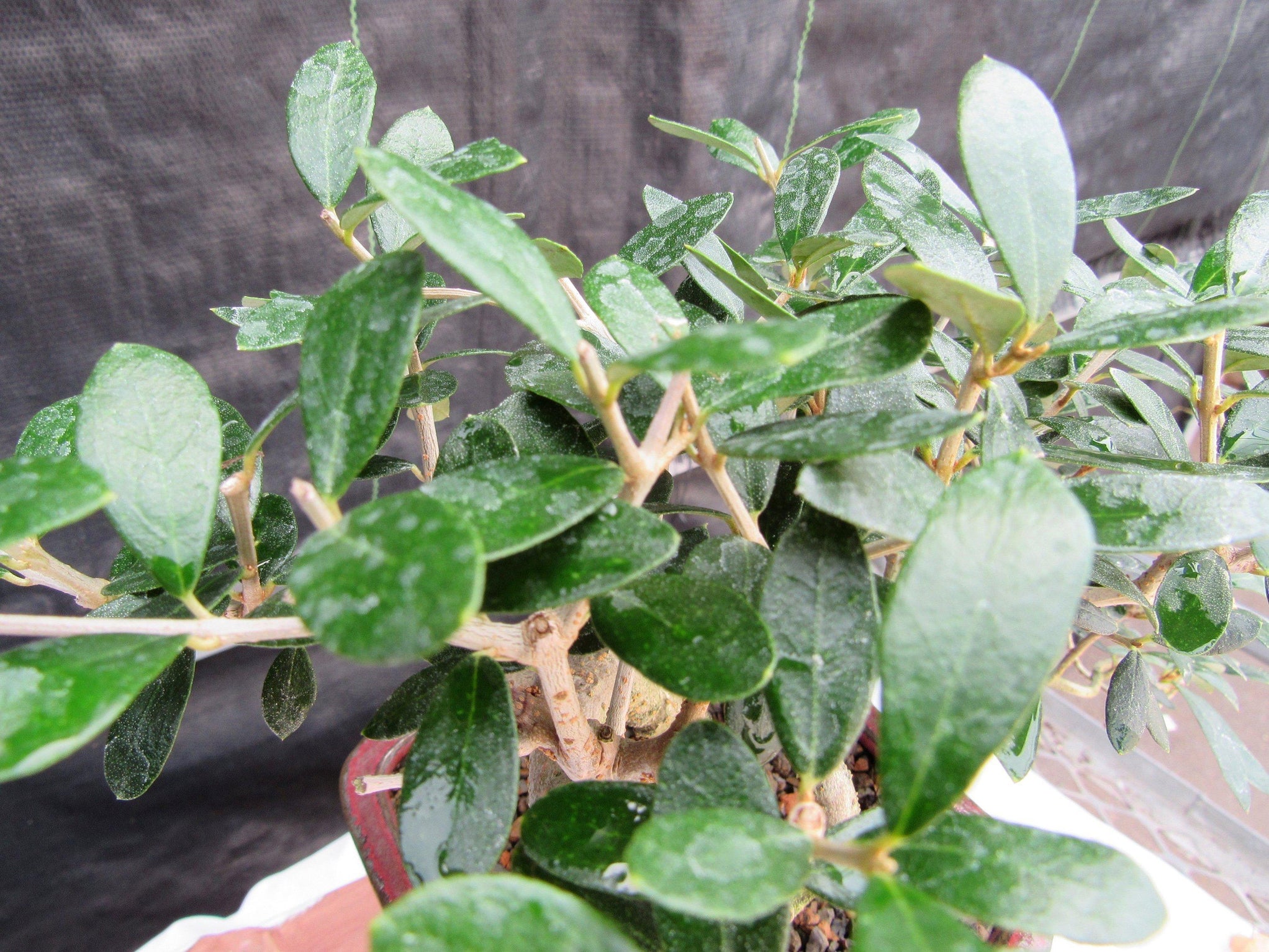 24 Year Old European Olive Semi-Cascade Coil Specimen Bonsai Tree