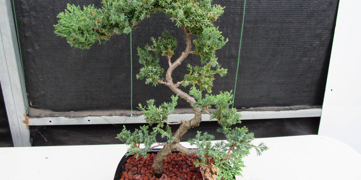 24 Year Old Juniper Specimen Literati Bonsai Tree