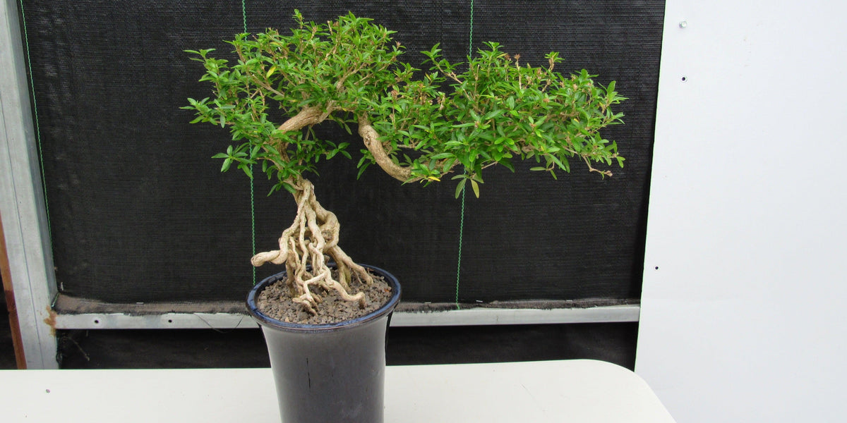 25 Year Old Thousand Star Serissa Flowering Exposed Roots Semi Cascade