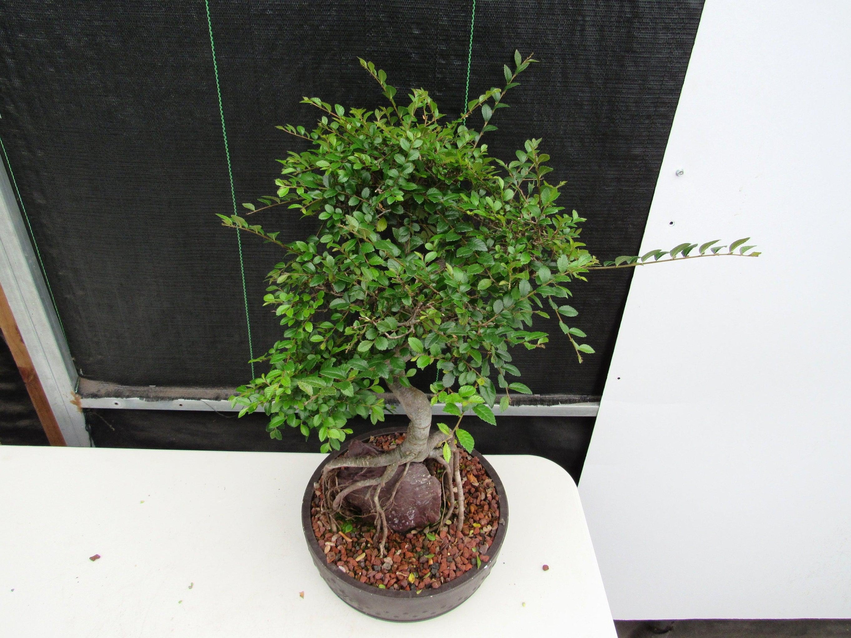 27 Year Old Chinese Elm Specimen Root Over Rock Bonsai Tree