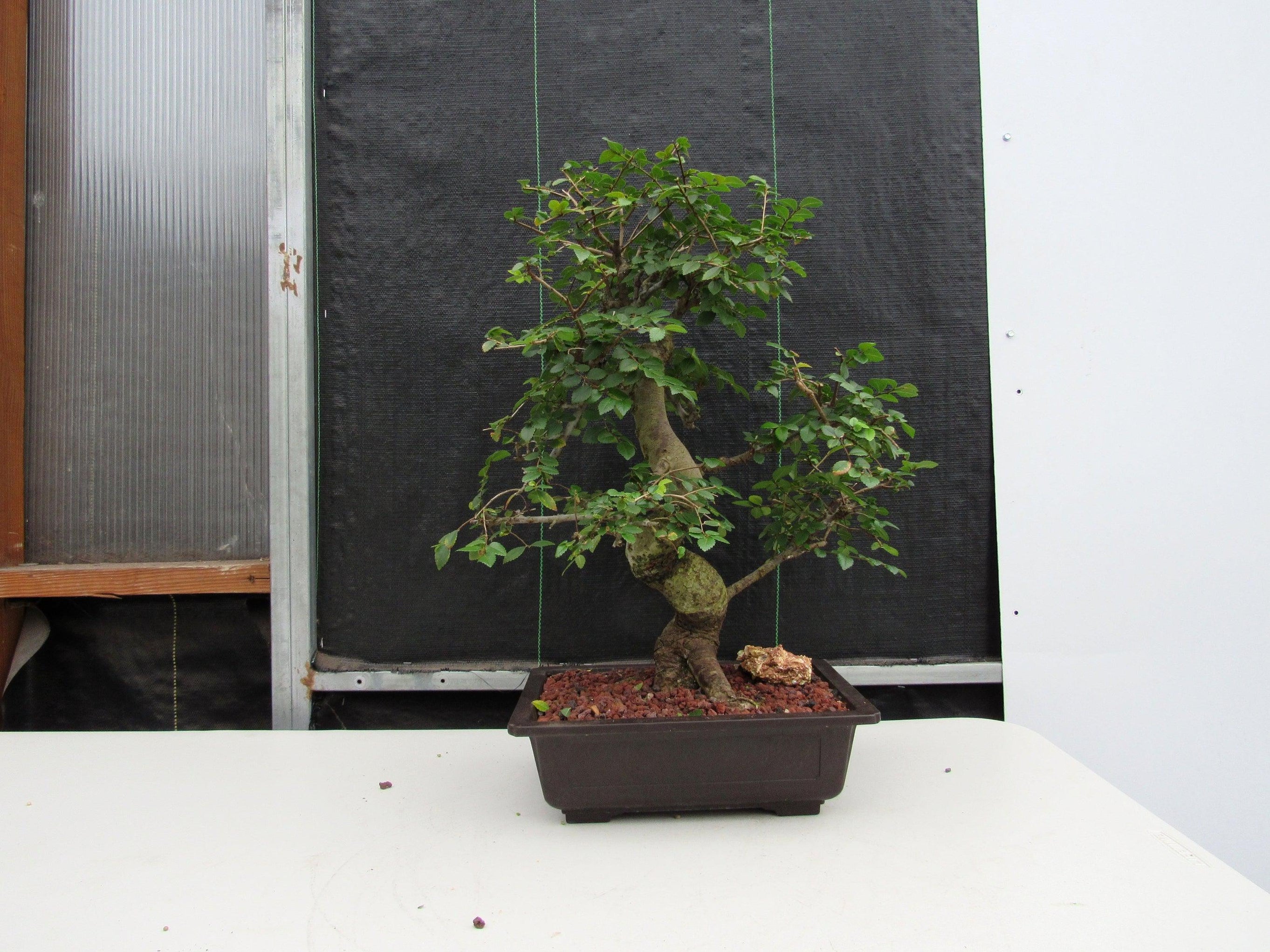 29 Year Old Chinese Elm Specimen Curved Trunk Bonsai Tree