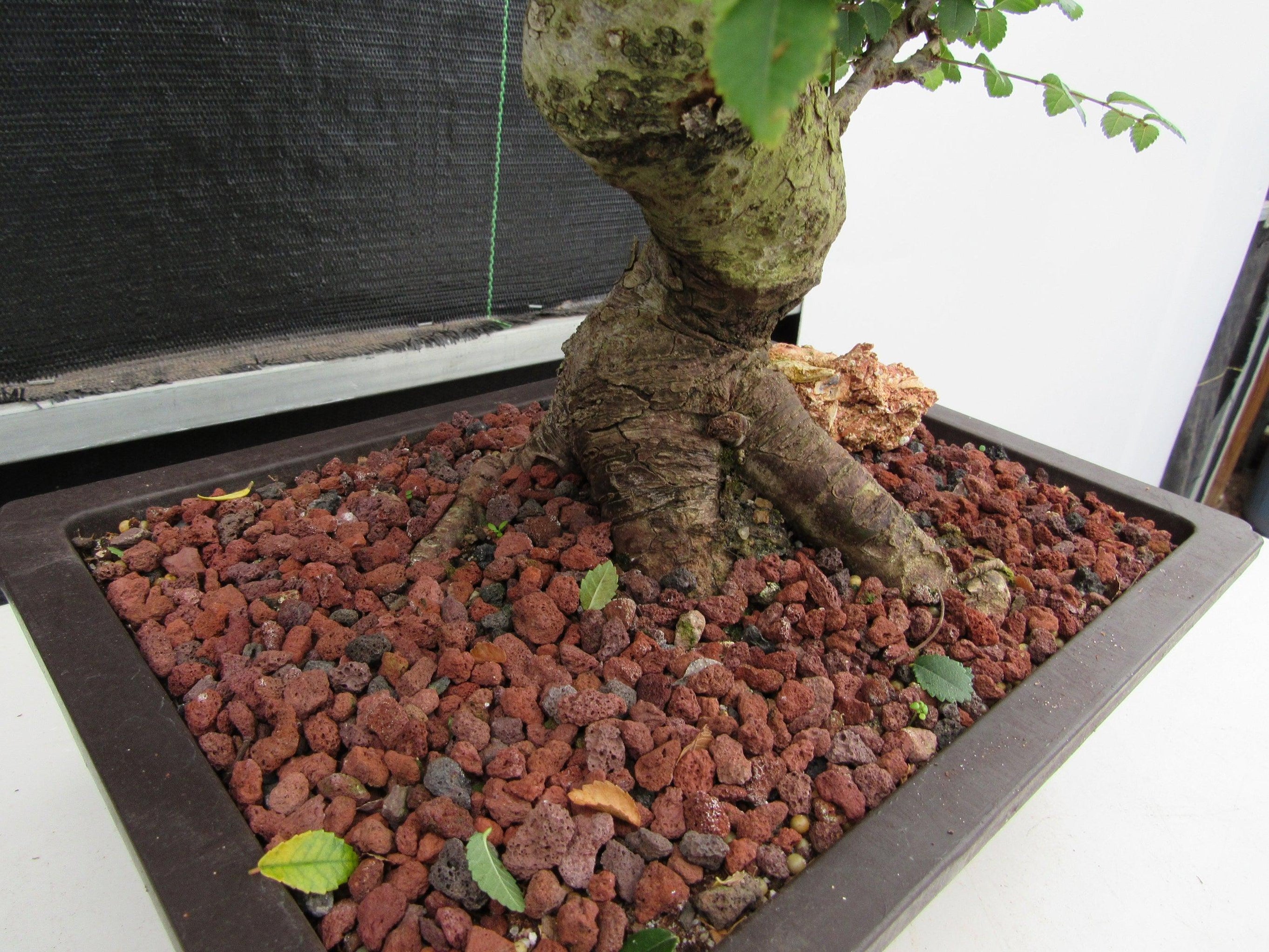 29 Year Old Chinese Elm Specimen Curved Trunk Bonsai Tree