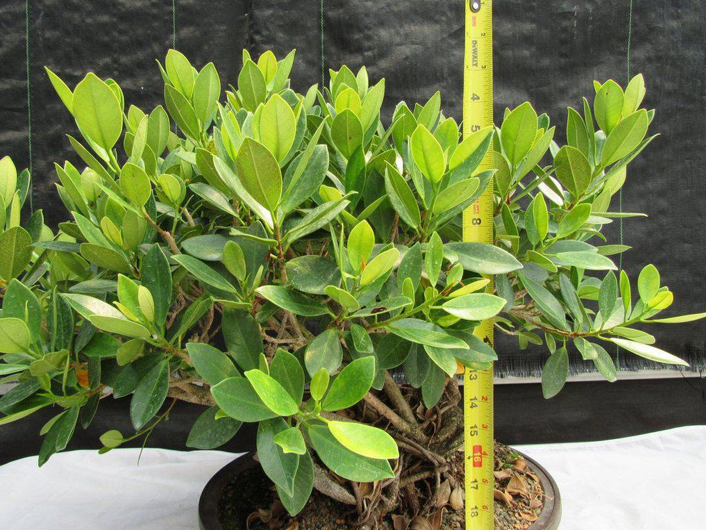 29 Year Old Fruiting Green Emerald Ficus Root Over Rock Specimen Bonsa