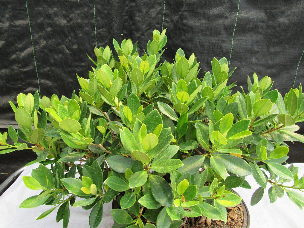 29 Year Old Fruiting Green Emerald Ficus Root Over Rock Specimen Bonsa