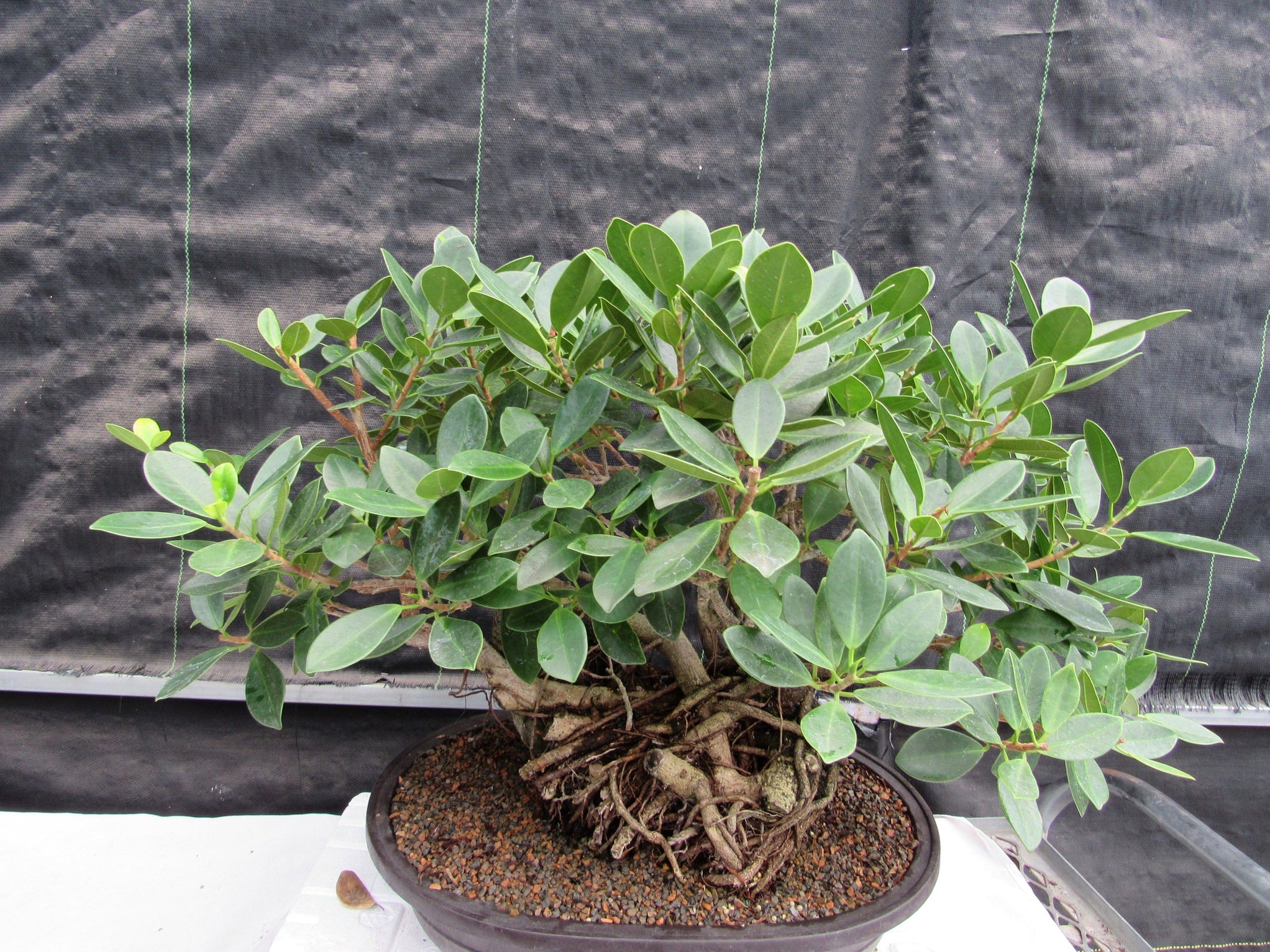 29 Year Old Green Island Ficus Root Over Rock Specimen Bonsai Tree