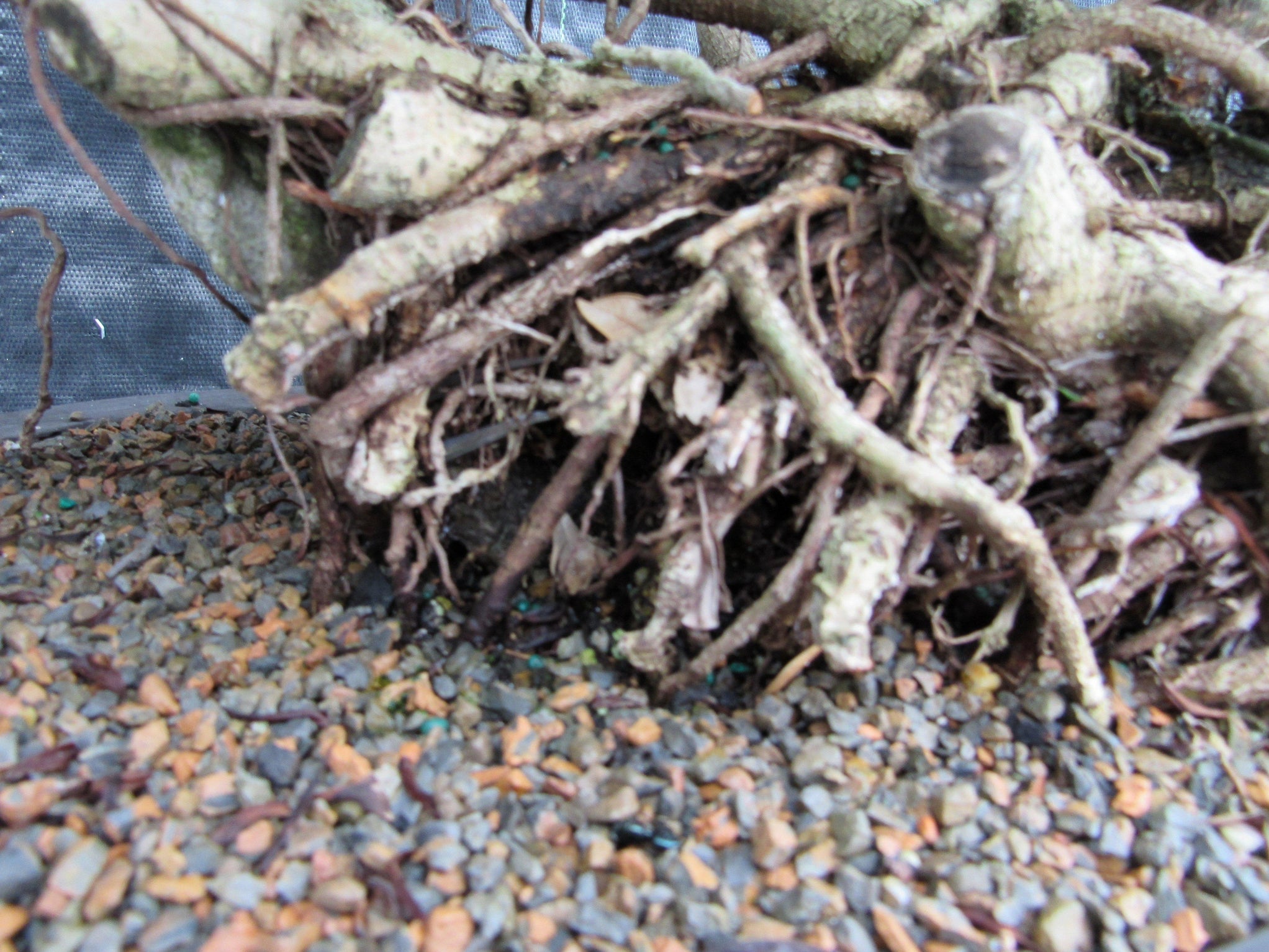 29 Year Old Green Island Ficus Root Over Rock Specimen Bonsai Tree