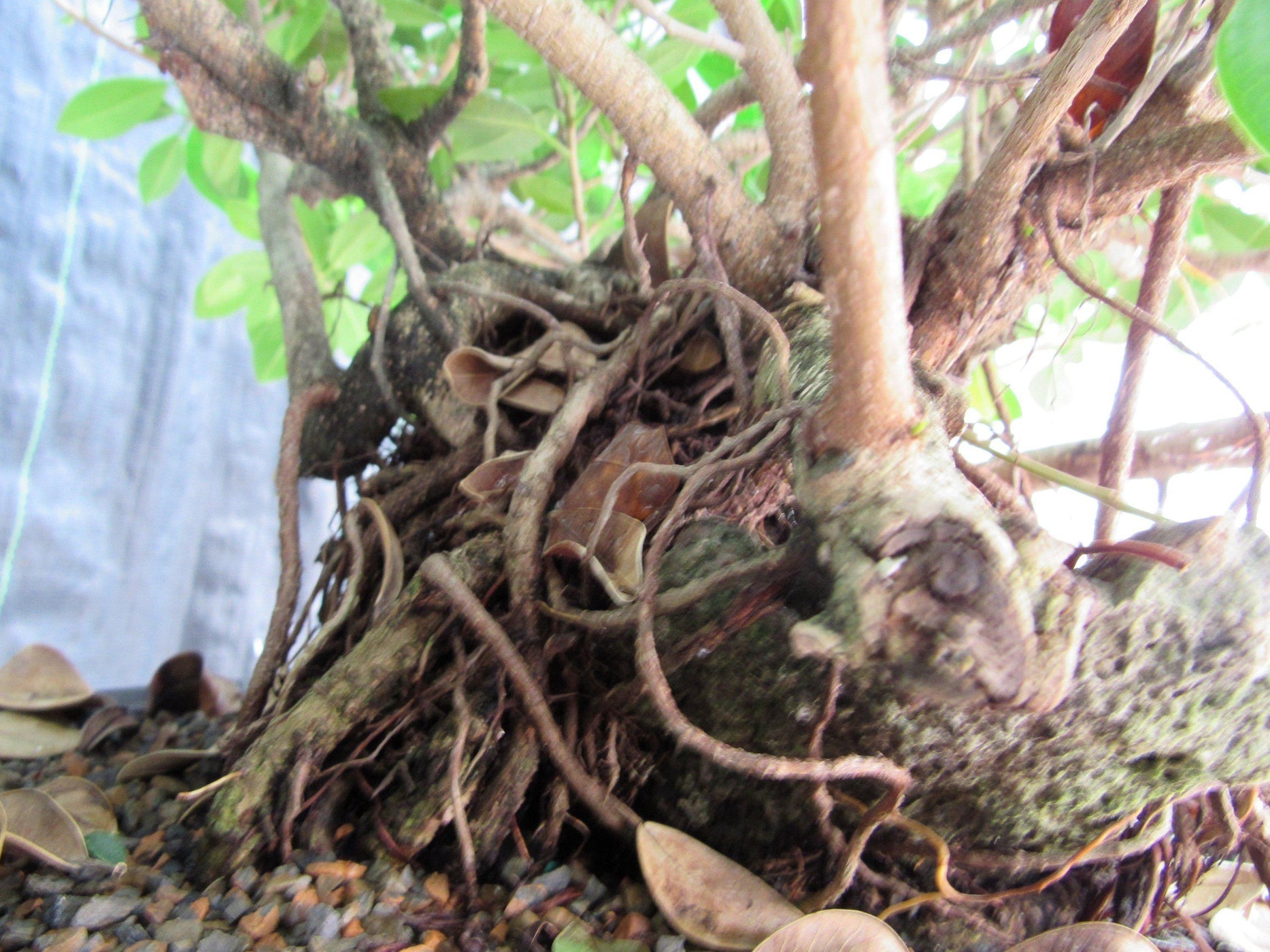 29 Year Old Green Island Ficus Root Over Rock Specimen Bonsai Tree
