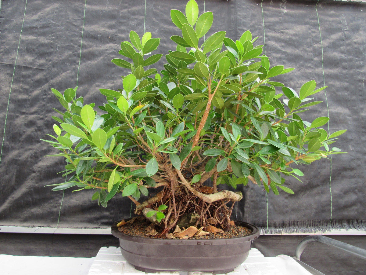 29 Year Old Green Island Ficus Root Over Rock Specimen Bonsai Tree