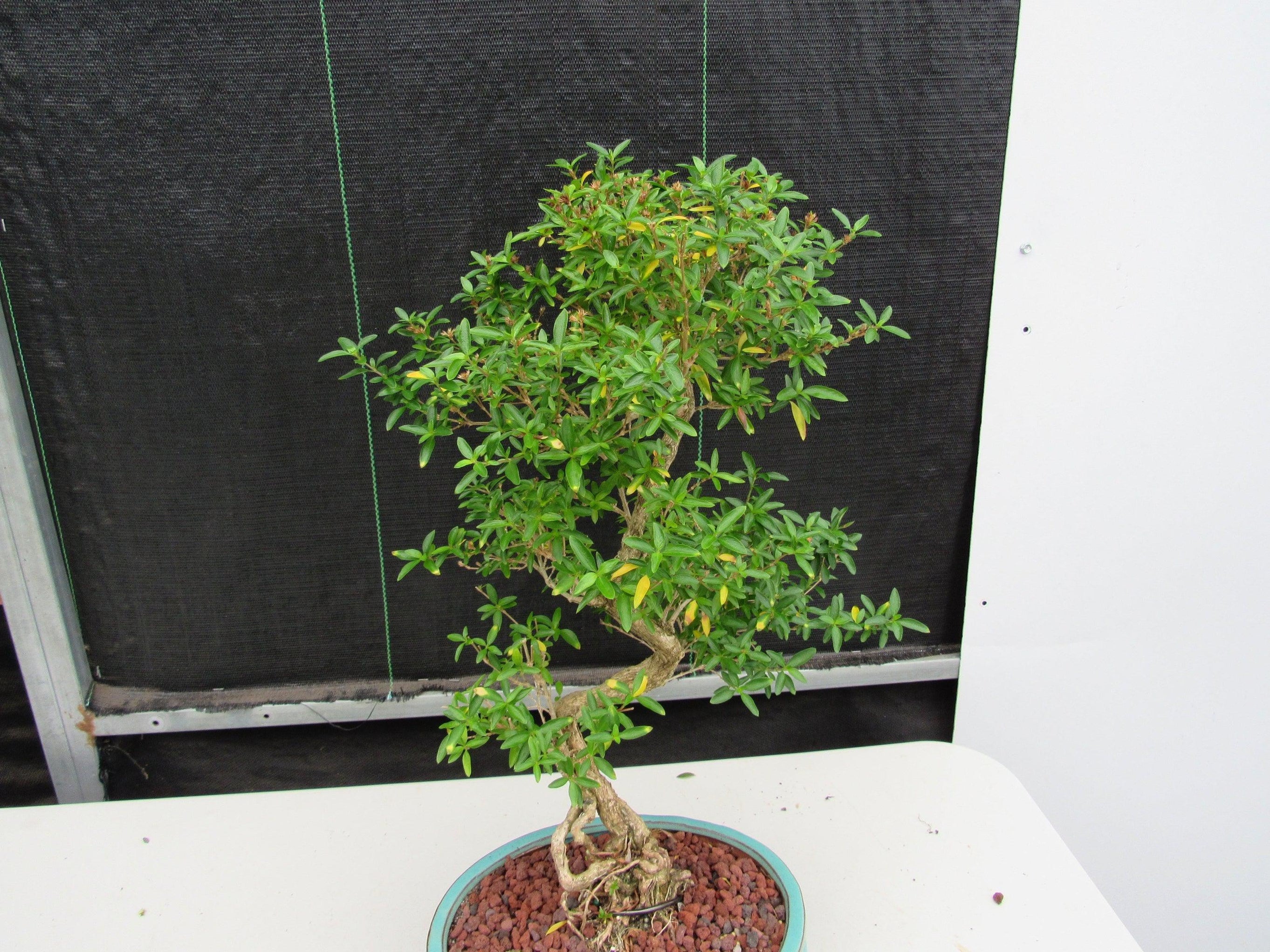 29 Year Old Thousand Star Serissa Flowering "S" Specimen Bonsai Tree