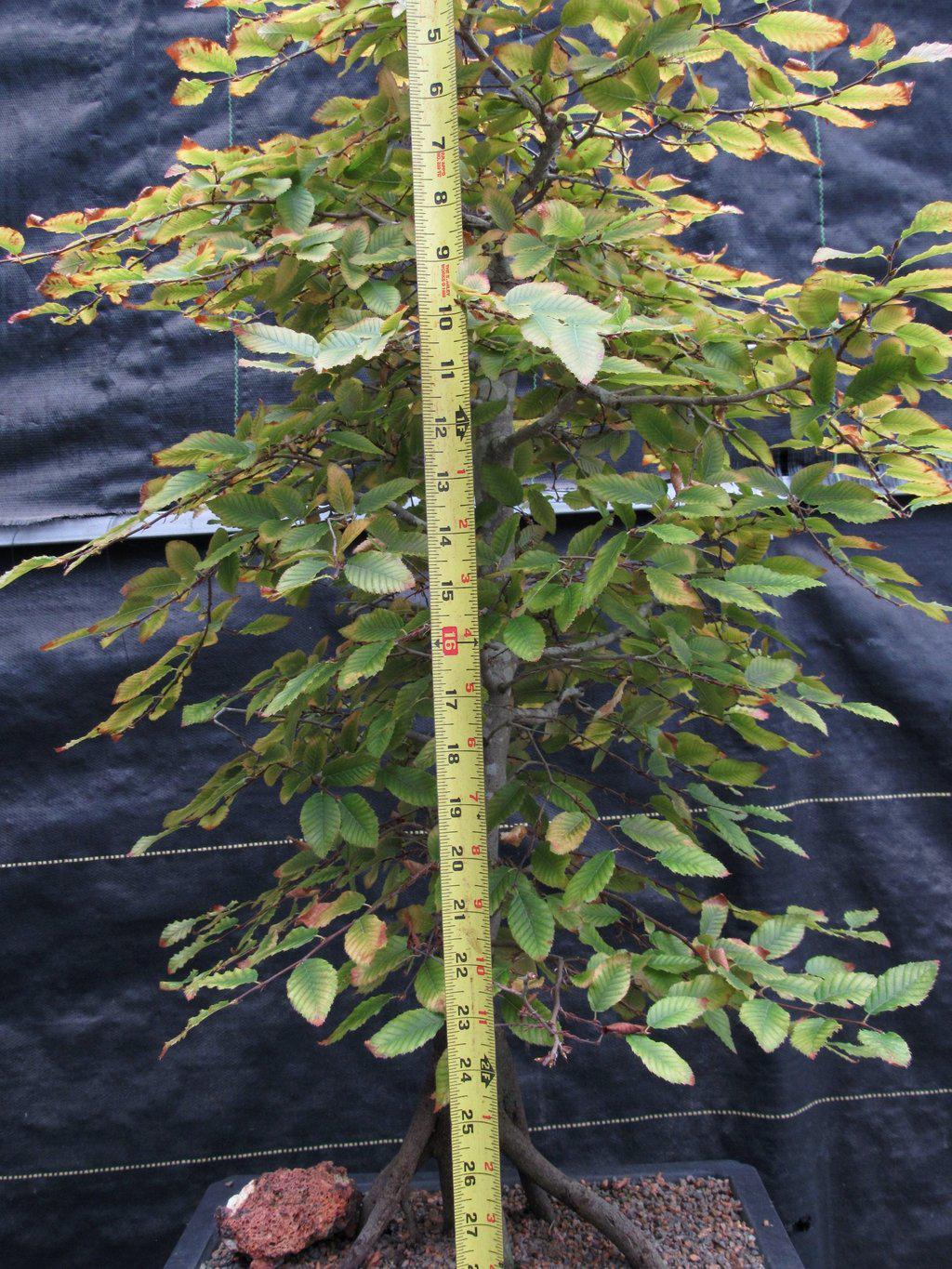 31 Year Old Korean Hornbeam Exposed Root Specimen Bonsai Tree