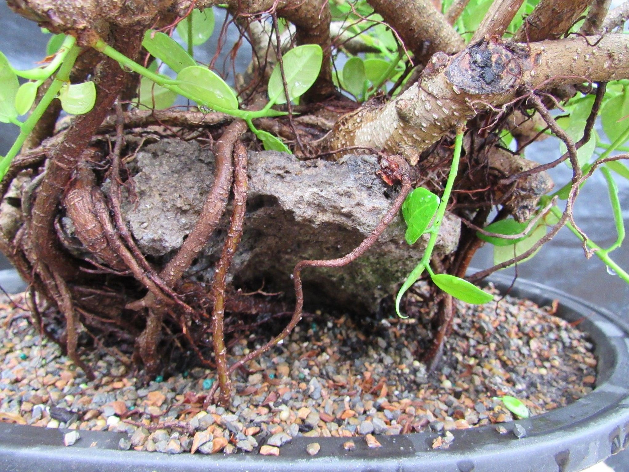 32 Year Old Green Island Ficus Root Over Rock Specimen Bonsai Tree