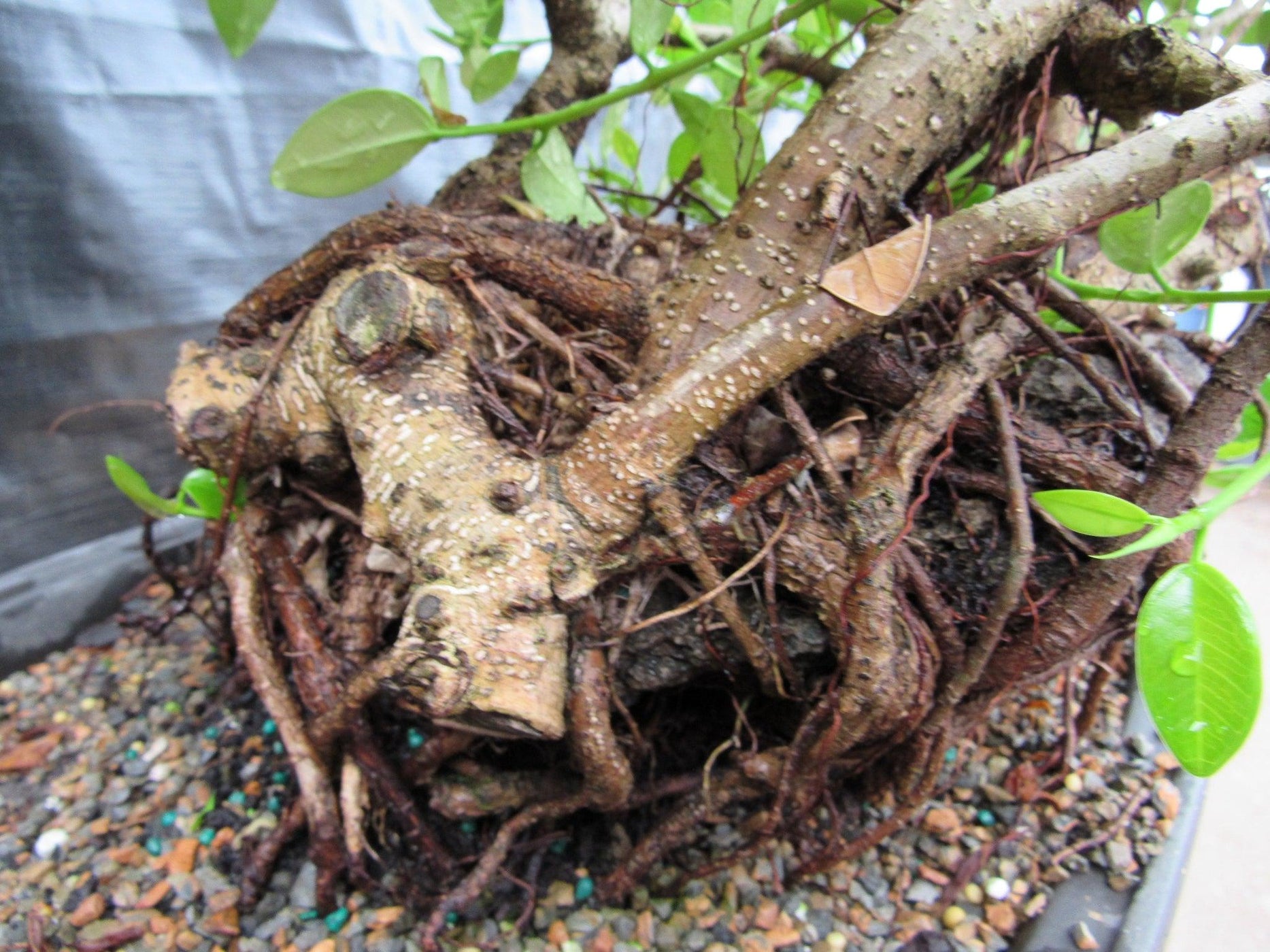 32 Year Old Green Island Ficus Root Over Rock Specimen Bonsai Tree