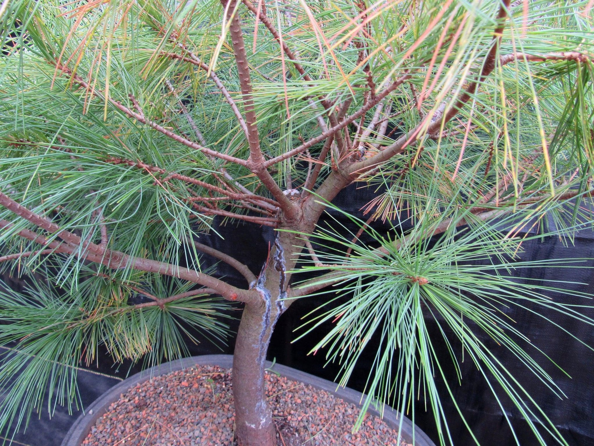 34 Year Old Eastern White Pine Specimen Bonsai Tree