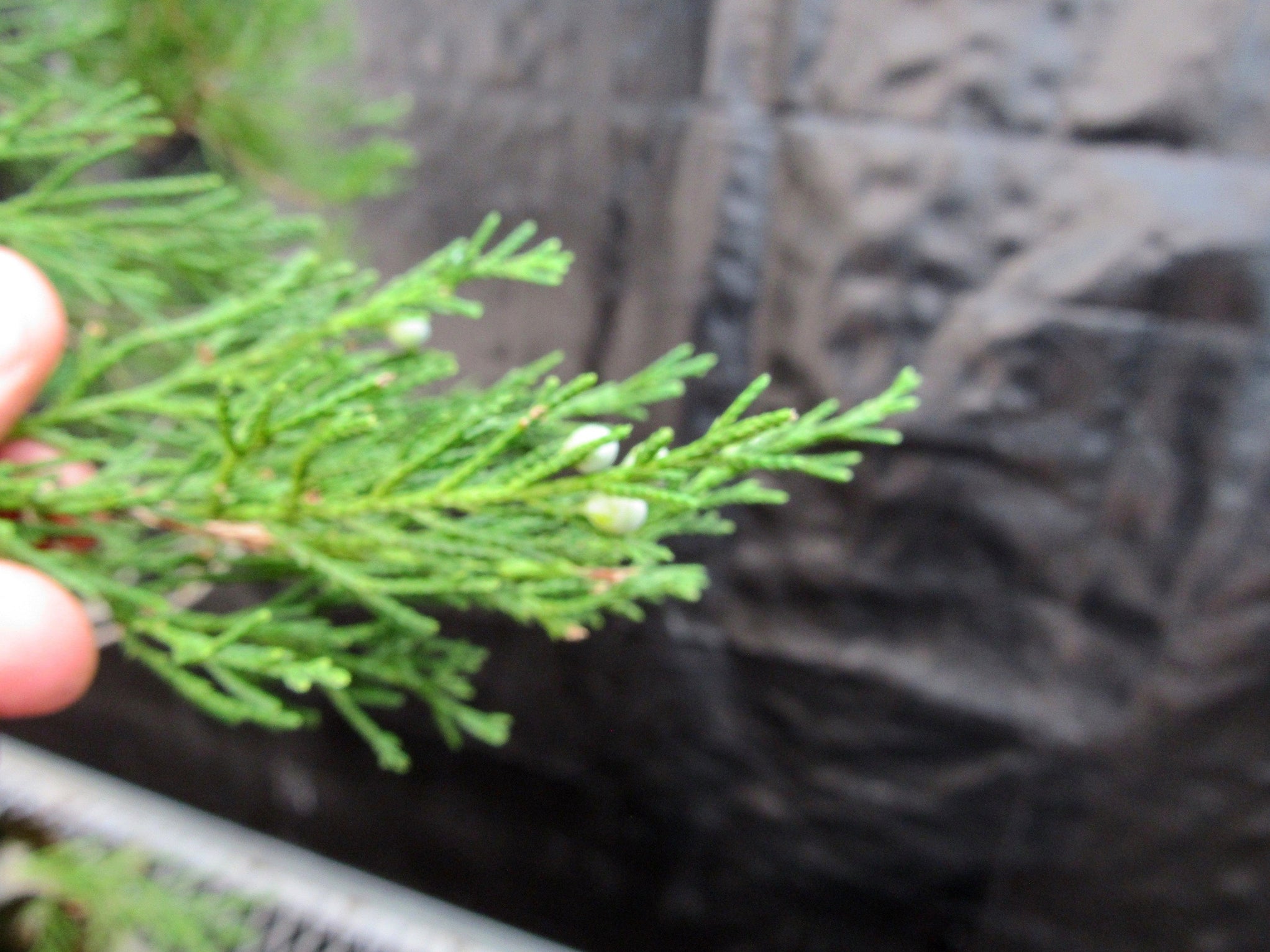 36 Year Old Eastern Red Cedar Specimen 3 Tree Bonsai Forest In Stone P