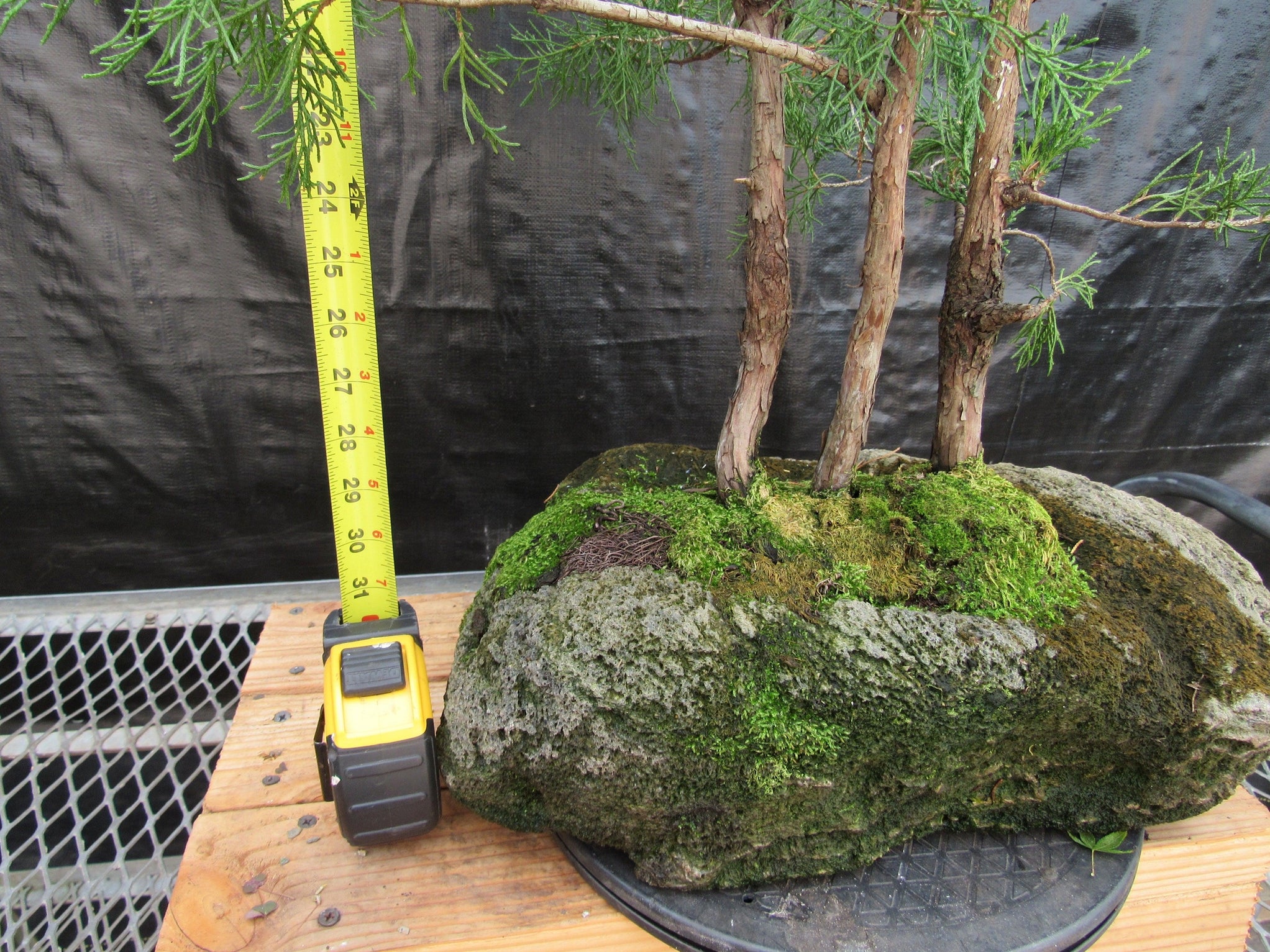 36 Year Old Eastern Red Cedar Specimen 3 Tree Bonsai Forest In Stone P