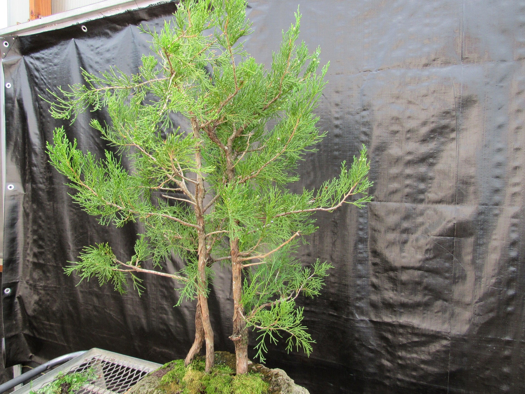 36 Year Old Eastern Red Cedar Specimen 3 Tree Bonsai Forest In Stone P