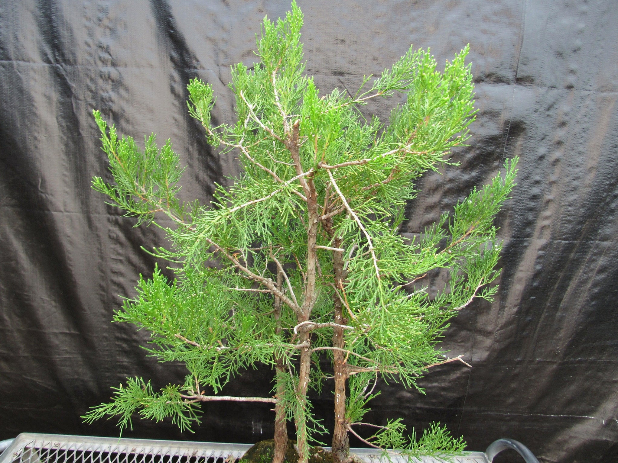 36 Year Old Eastern Red Cedar Specimen 3 Tree Bonsai Forest In Stone P