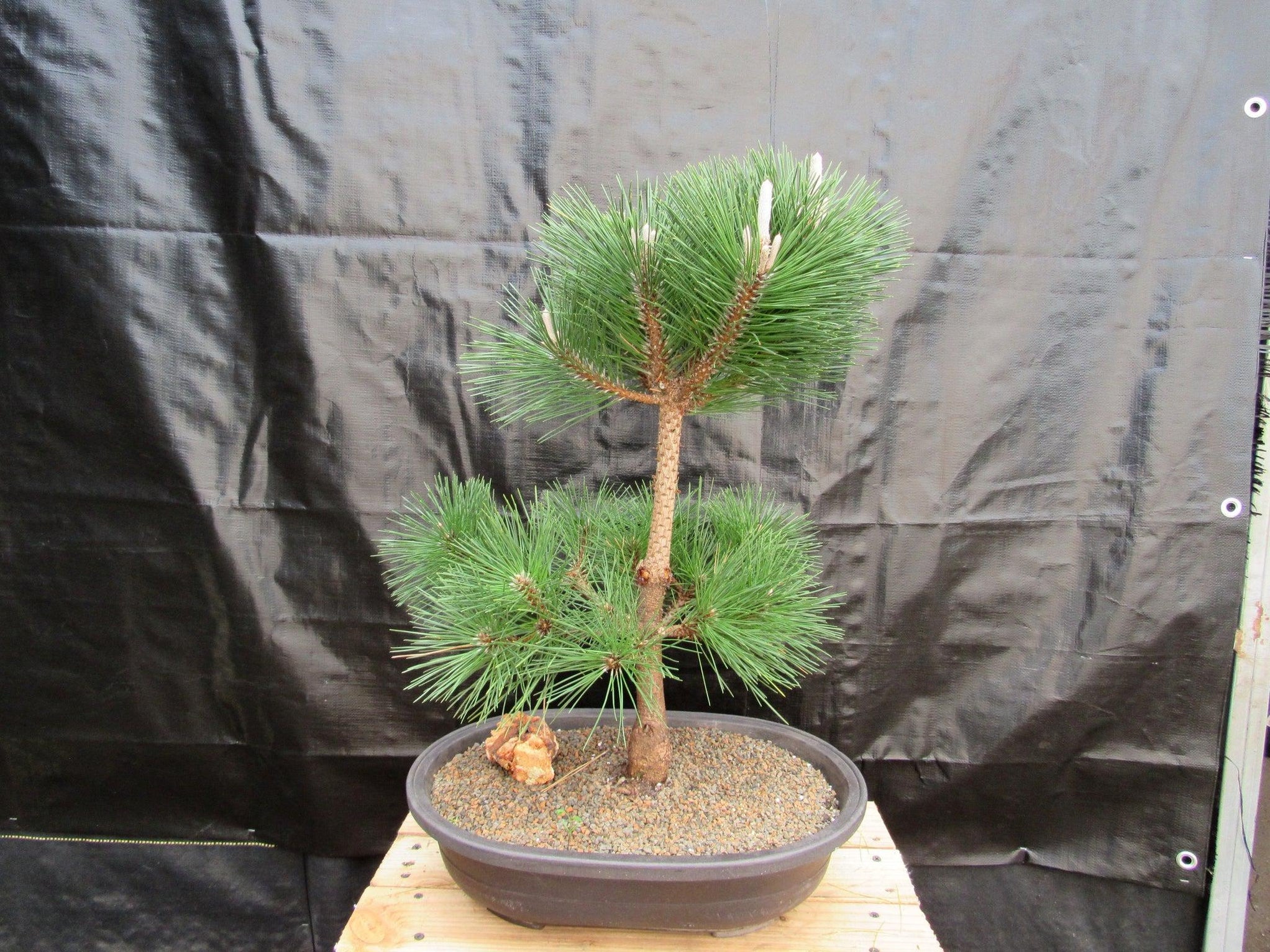 37 Year Old Thunderhead Japanese Black Pine Specimen Bonsai Tree