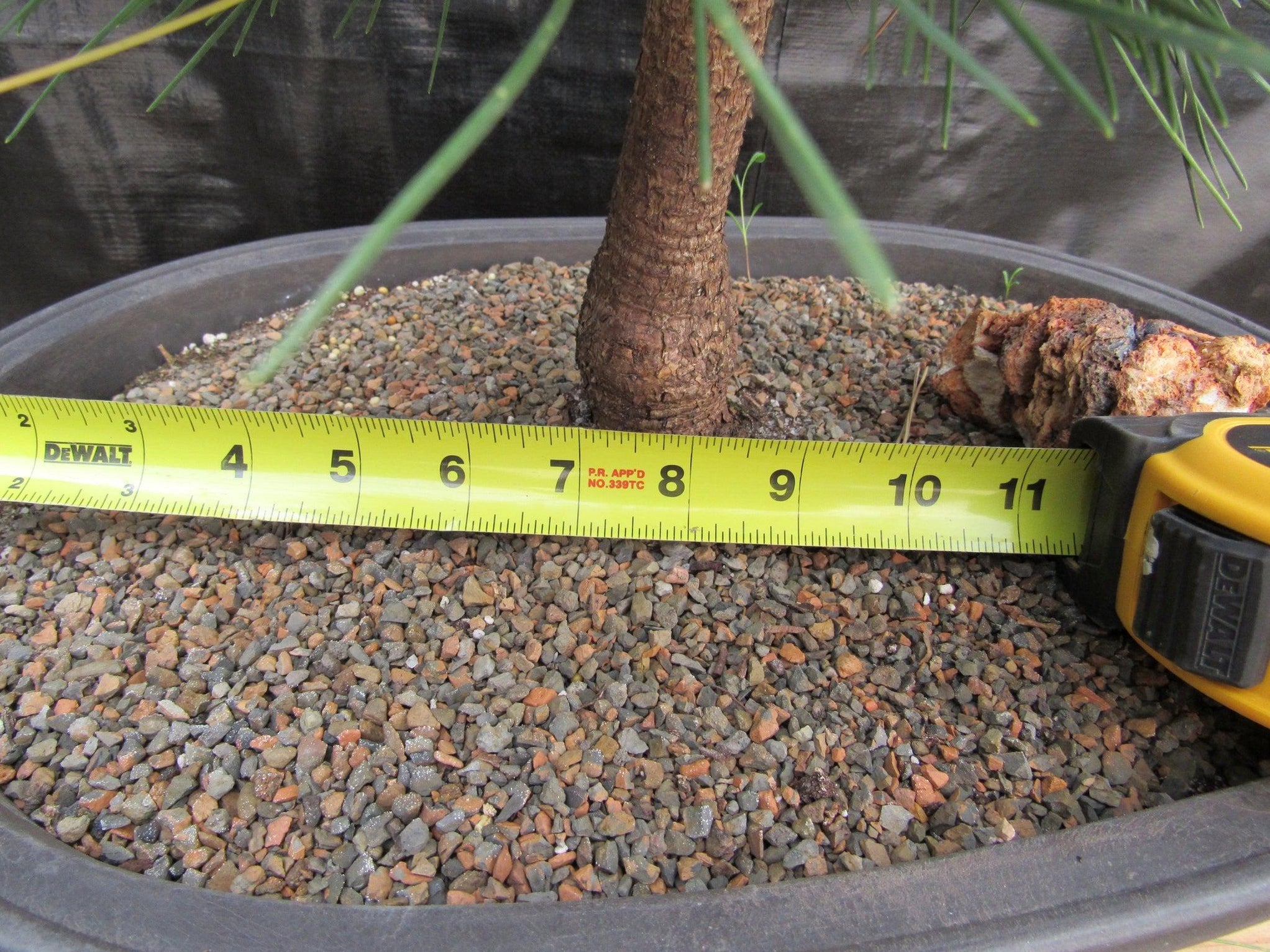37 Year Old Thunderhead Japanese Black Pine Specimen Bonsai Tree