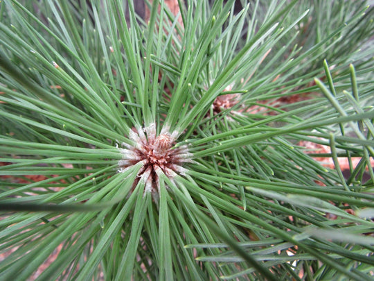 37 Year Old Thunderhead Japanese Black Pine Specimen Bonsai Tree