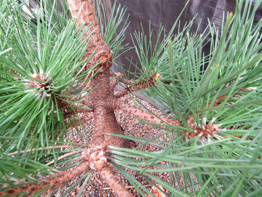 37 Year Old Thunderhead Japanese Black Pine Specimen Bonsai Tree