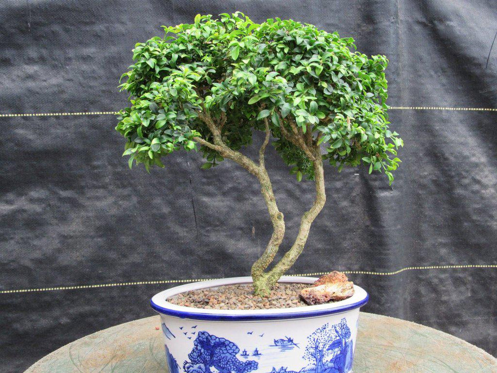 38 Year Old Japanese Kingsville Boxwood Specimen Bonsai Tree