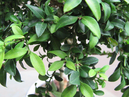 38 Year Old Japanese Kingsville Boxwood Specimen Bonsai Tree