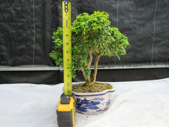 38 Year Old Japanese Kingsville Boxwood Specimen Bonsai Tree