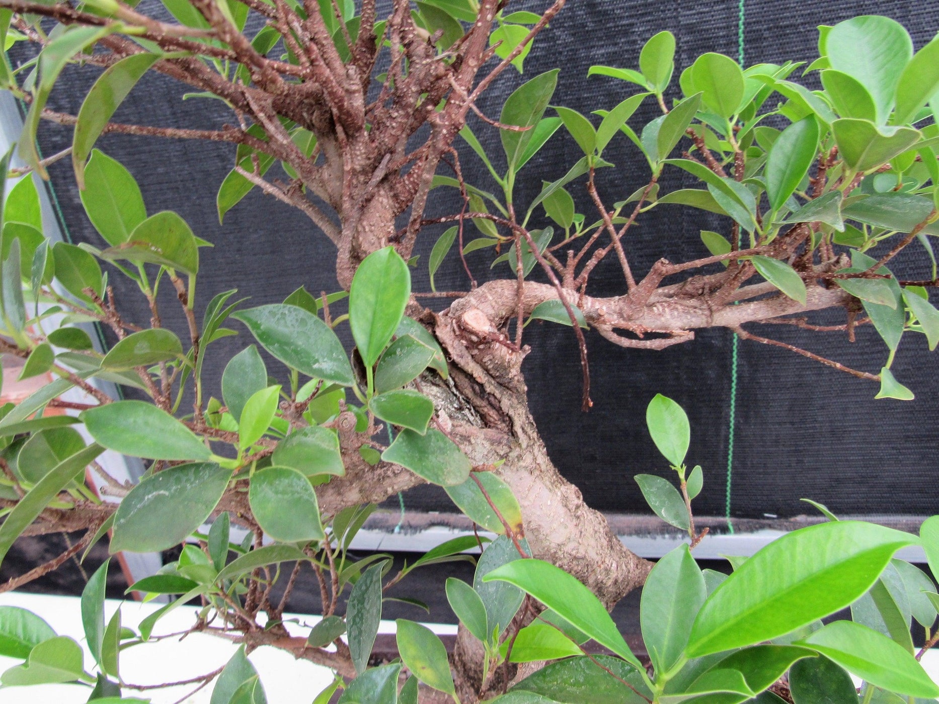 43 Year Ficus Retusa Specimen Informal Upright Bonsai Tree