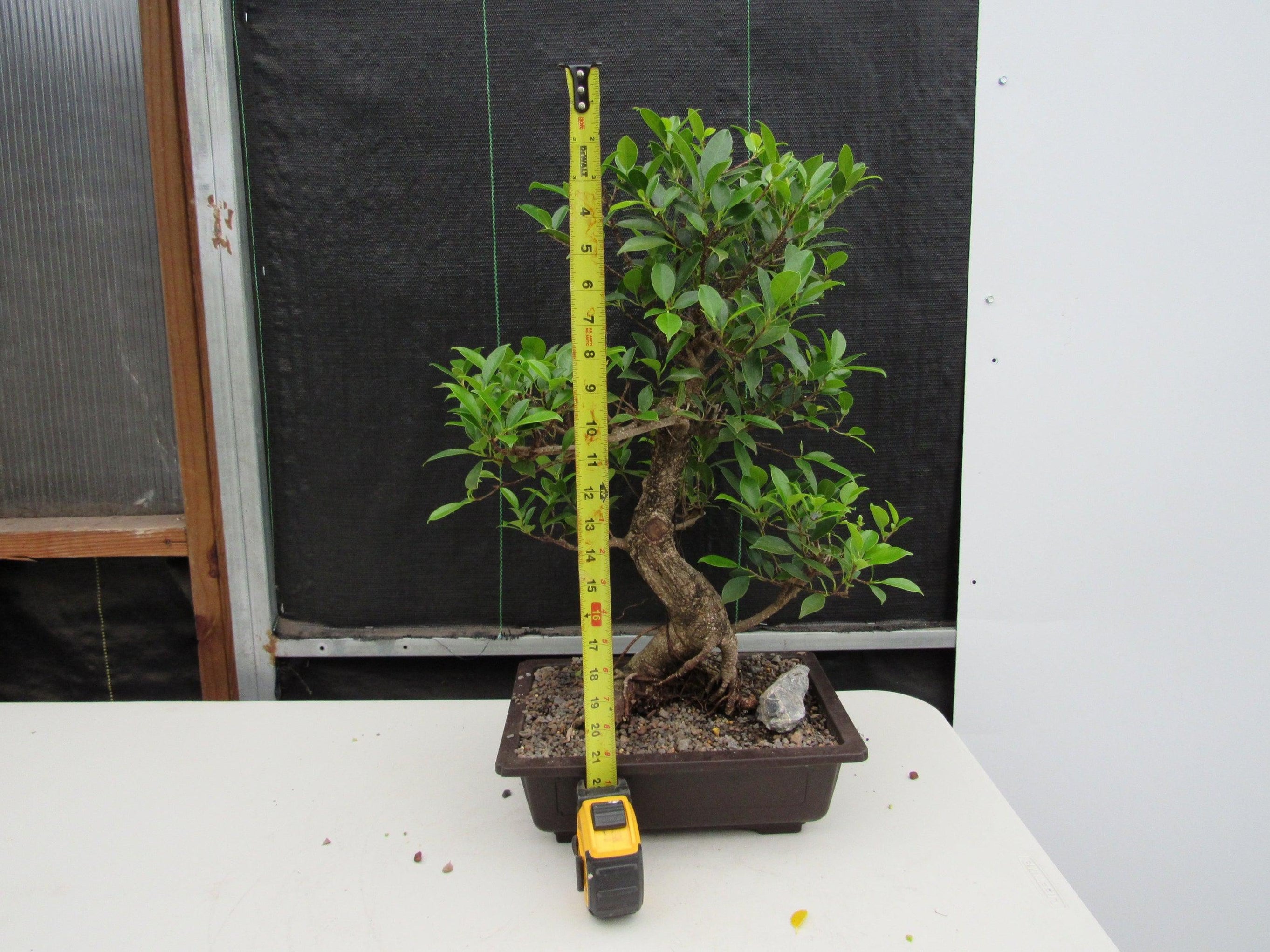 43 Year Ficus Retusa Specimen Informal Upright Bonsai Tree