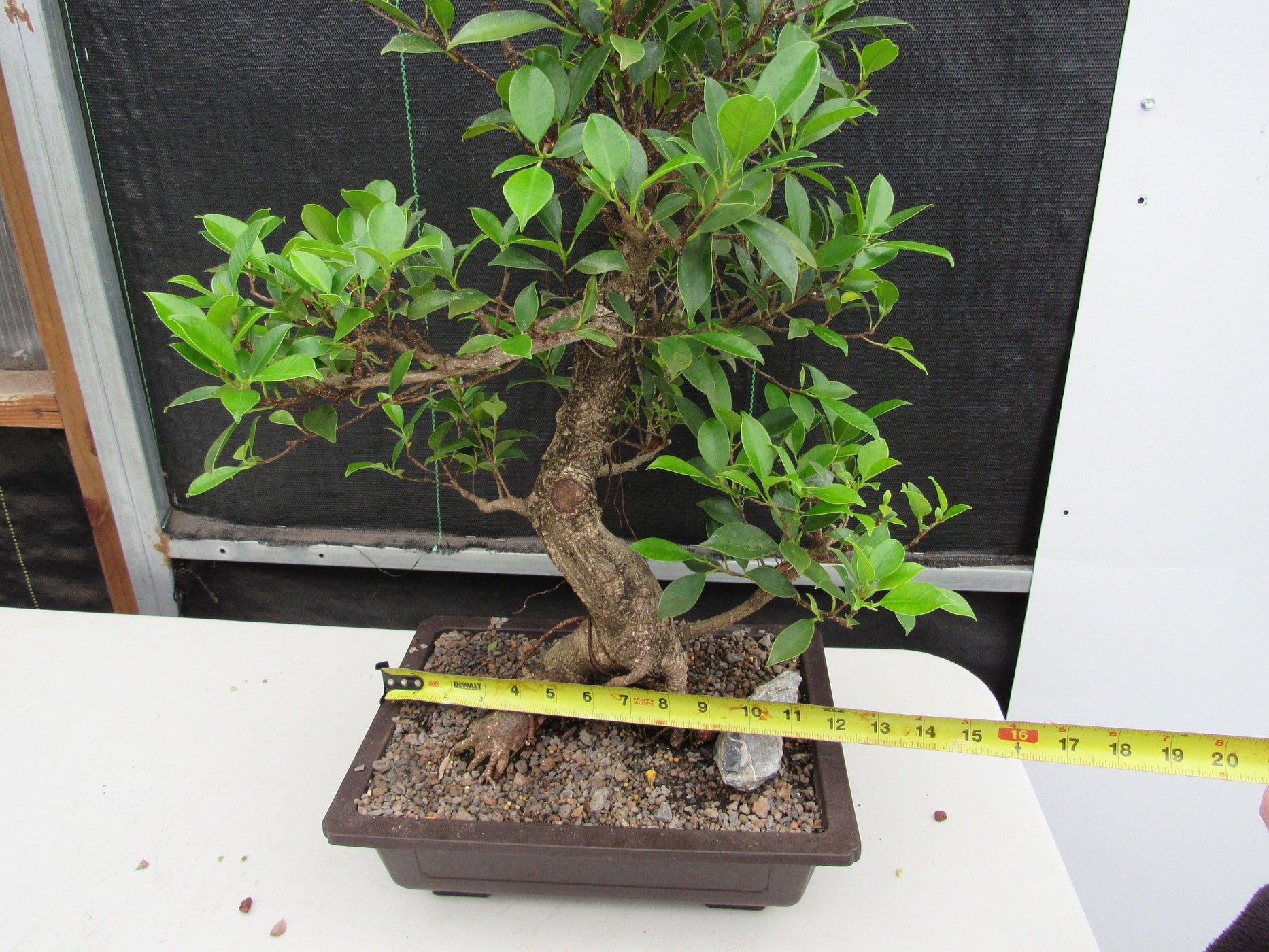 43 Year Ficus Retusa Specimen Informal Upright Bonsai Tree