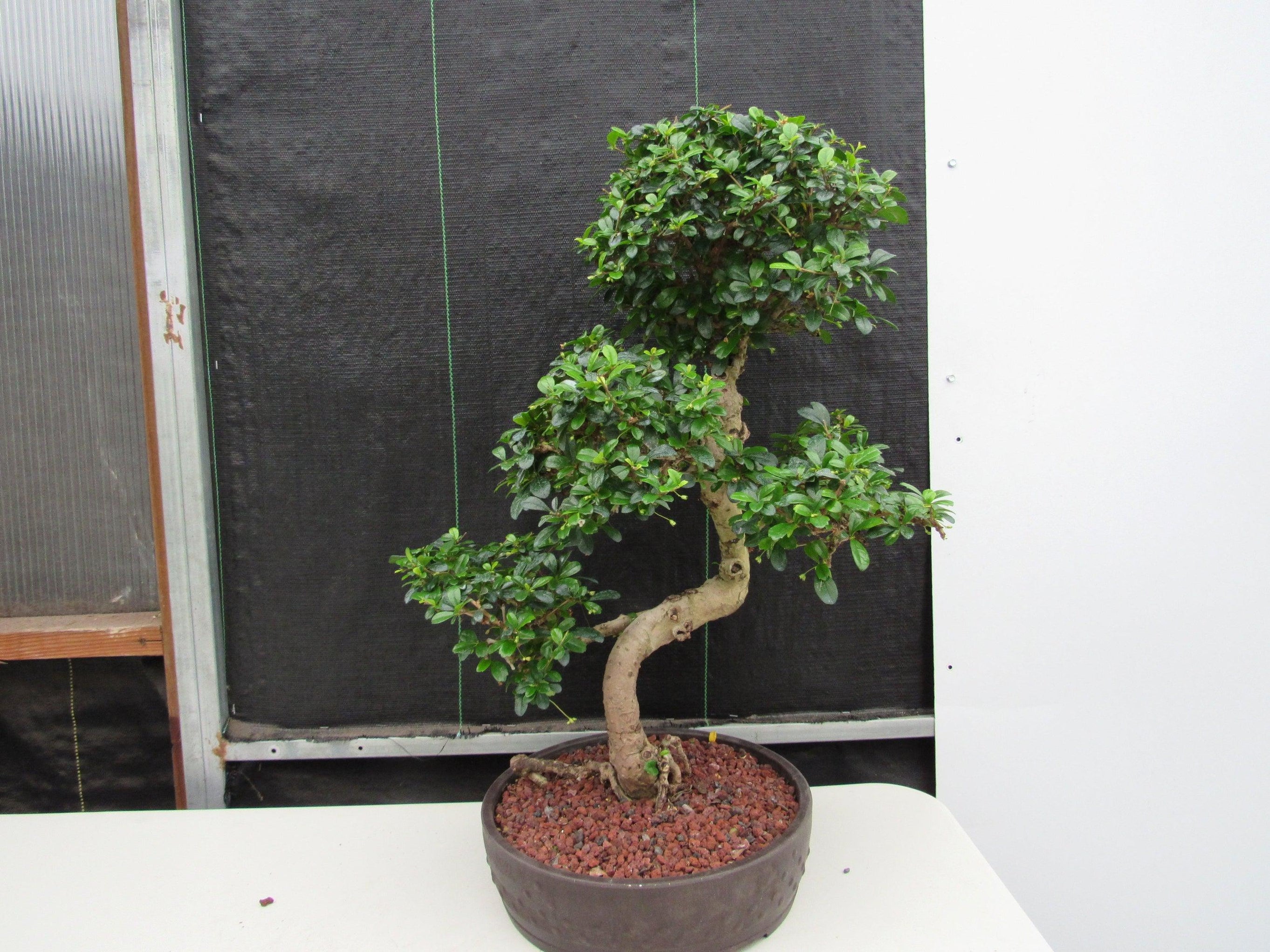 43 Year Old Flowering Fukien Tea Specimen Bonsai Tree - Curved Trunk S
