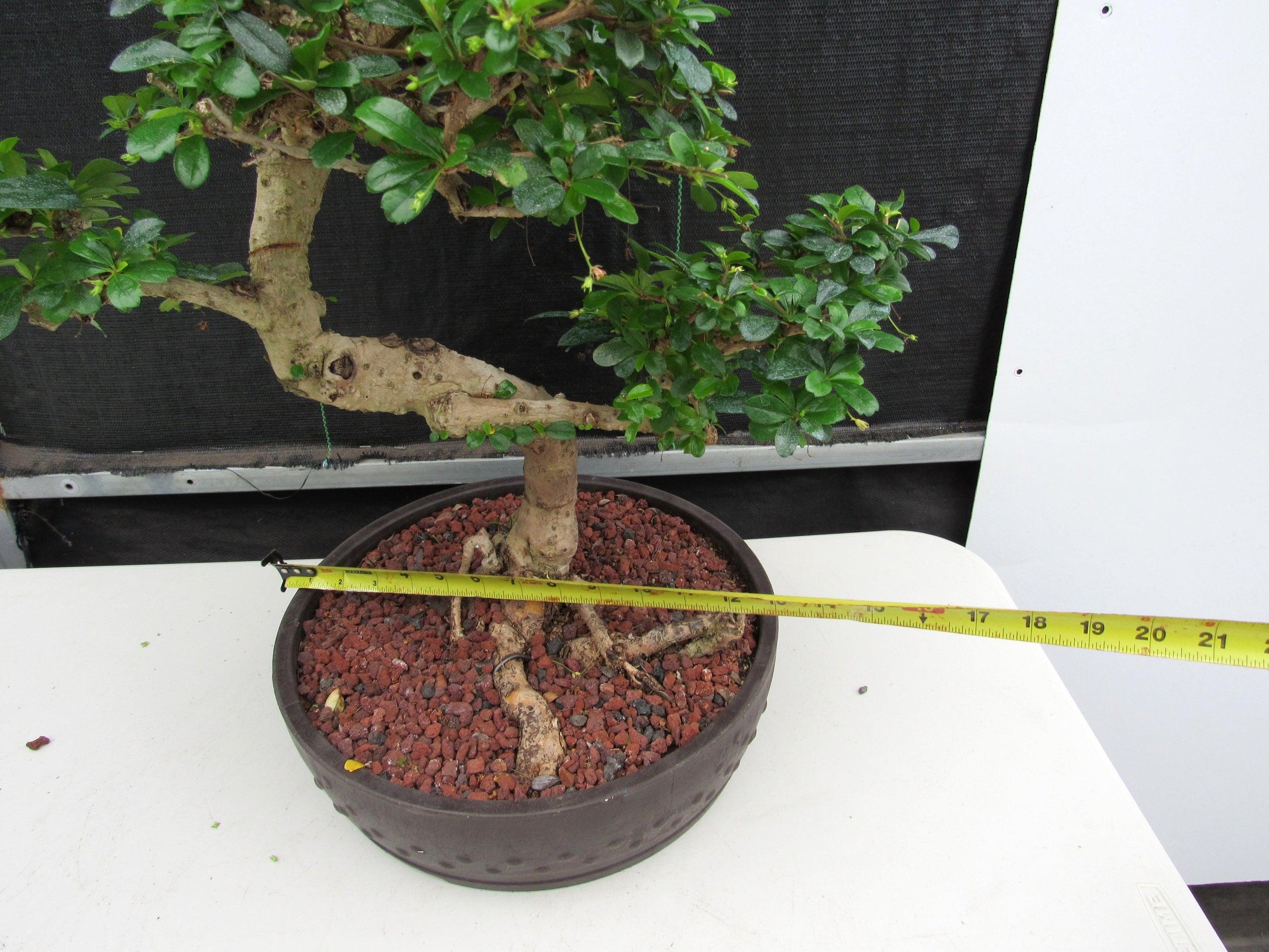 43 Year Old Flowering Fukien Tea Specimen Bonsai Tree - Curved Trunk S