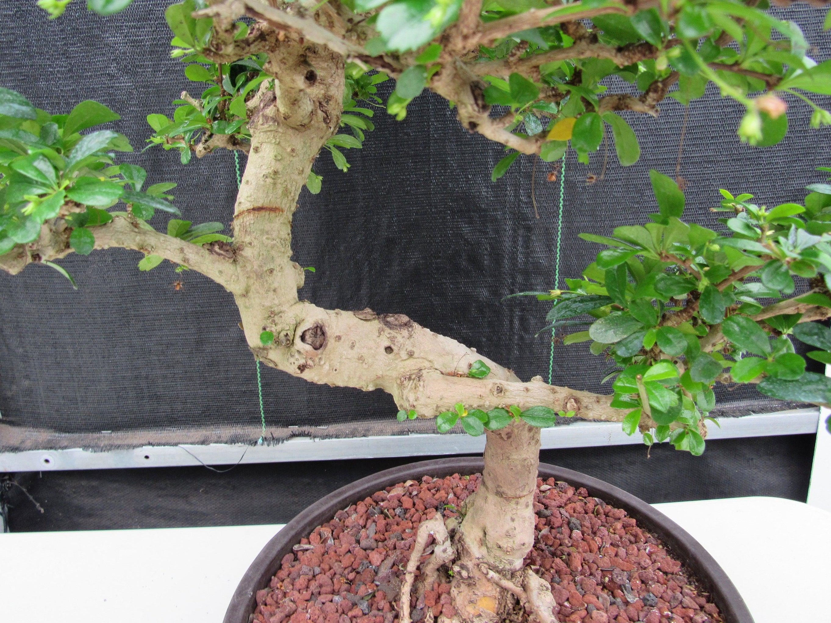 43 Year Old Flowering Fukien Tea Specimen Bonsai Tree - Curved Trunk S