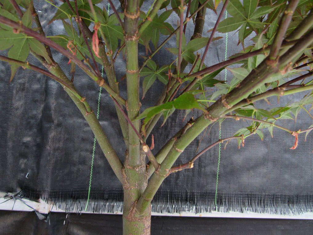 43 Year Old Rhode Island Red Japanese Maple Bonsai Tree