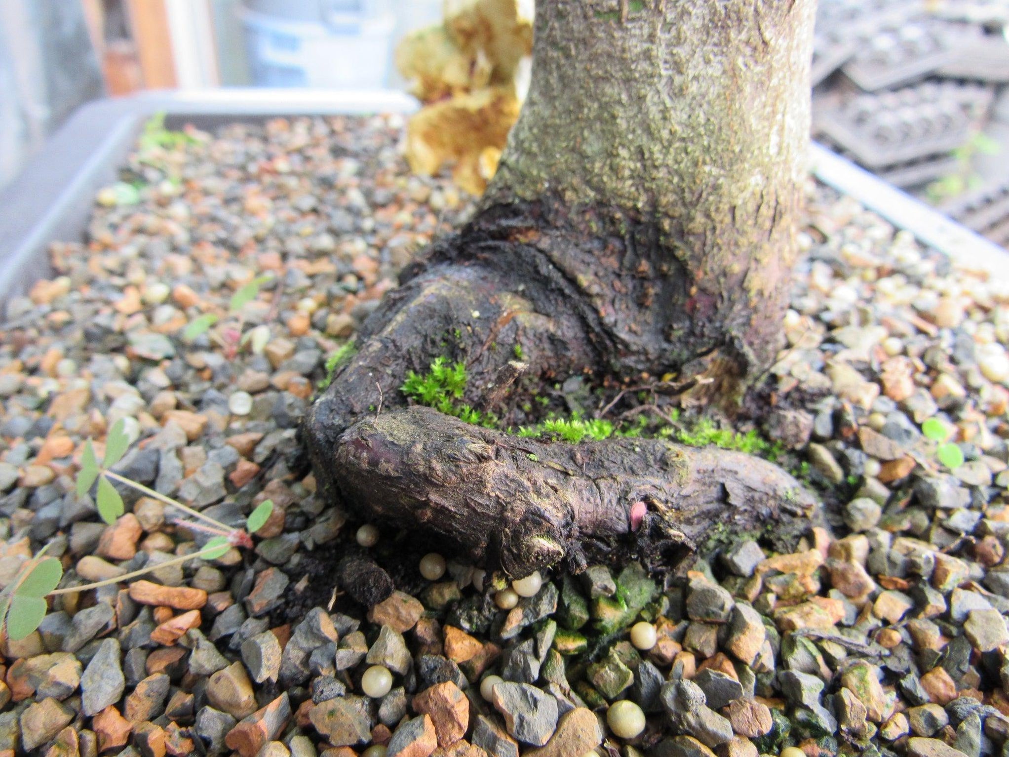 44 Year Old Golden Prosperity Japanese Maple Specimen Bonsai Tree
