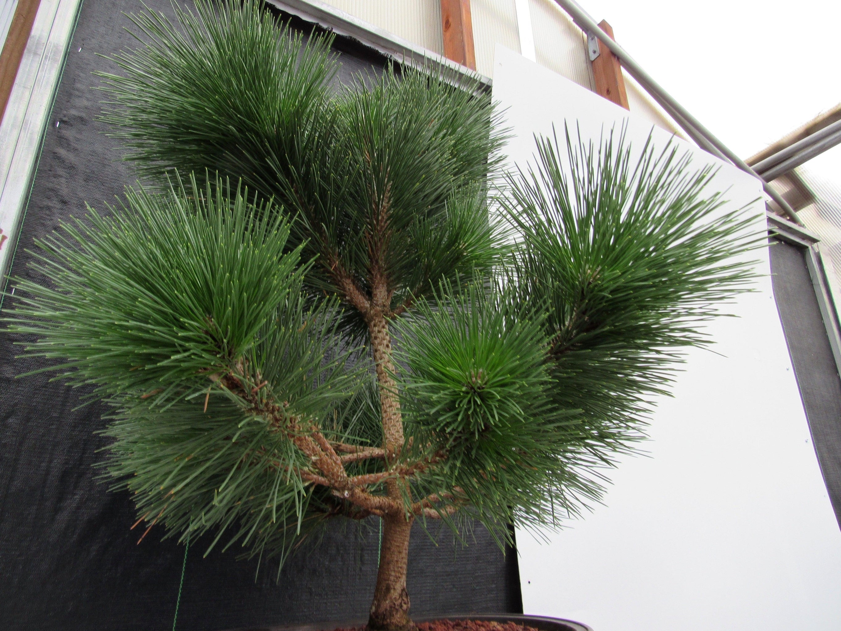 44 Year Old Japanese Black Pine Specimen Bonsai Tree