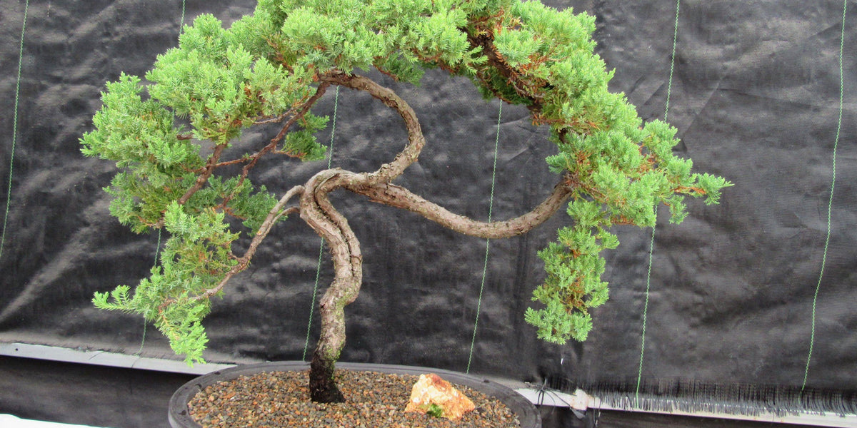 44 Year Old Wind Swept Juniper Specimen Bonsai Tree
