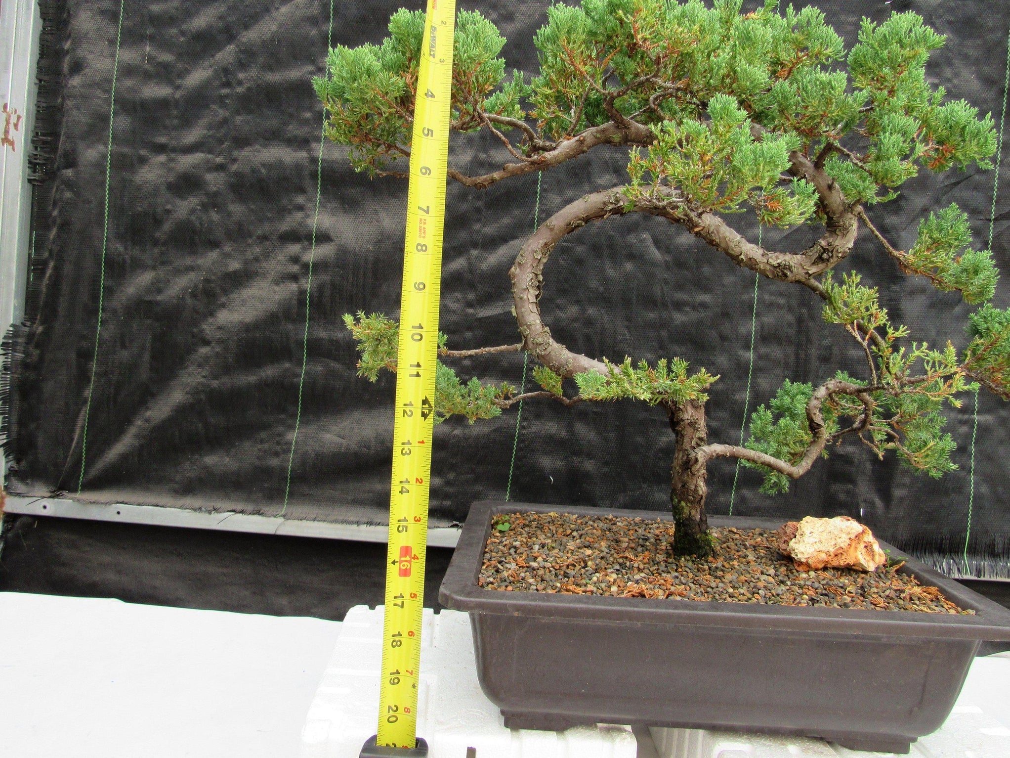 45 Year Old Fish Hook Juniper Specimen Bonsai Tree