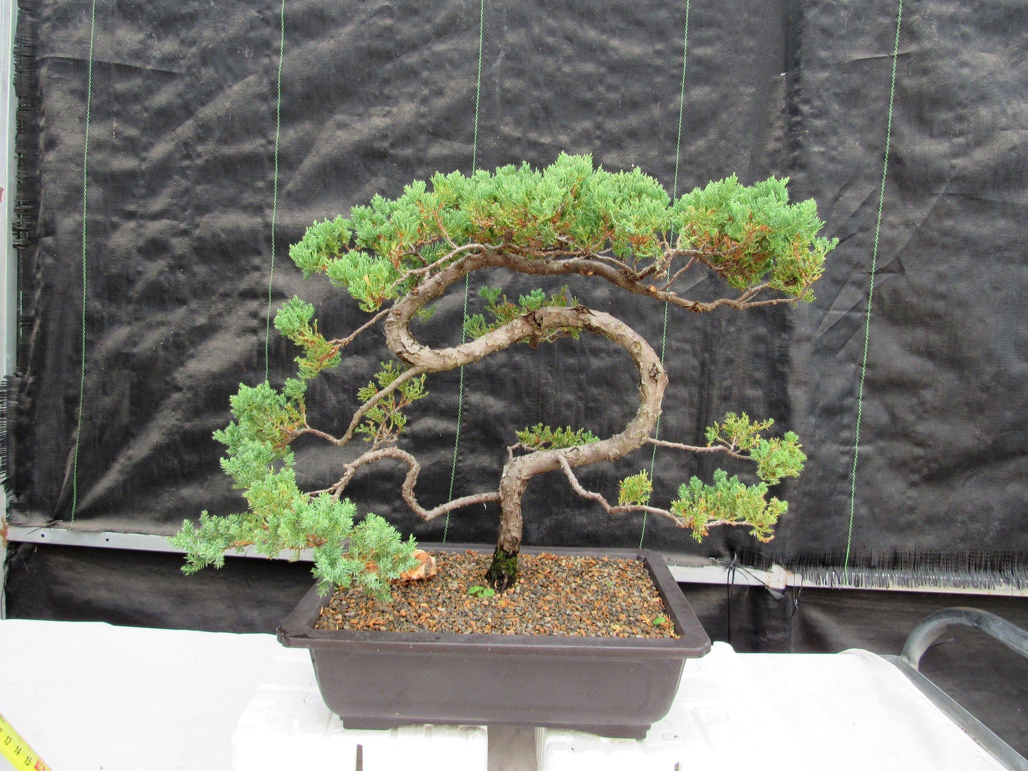 45 Year Old Fish Hook Juniper Specimen Bonsai Tree
