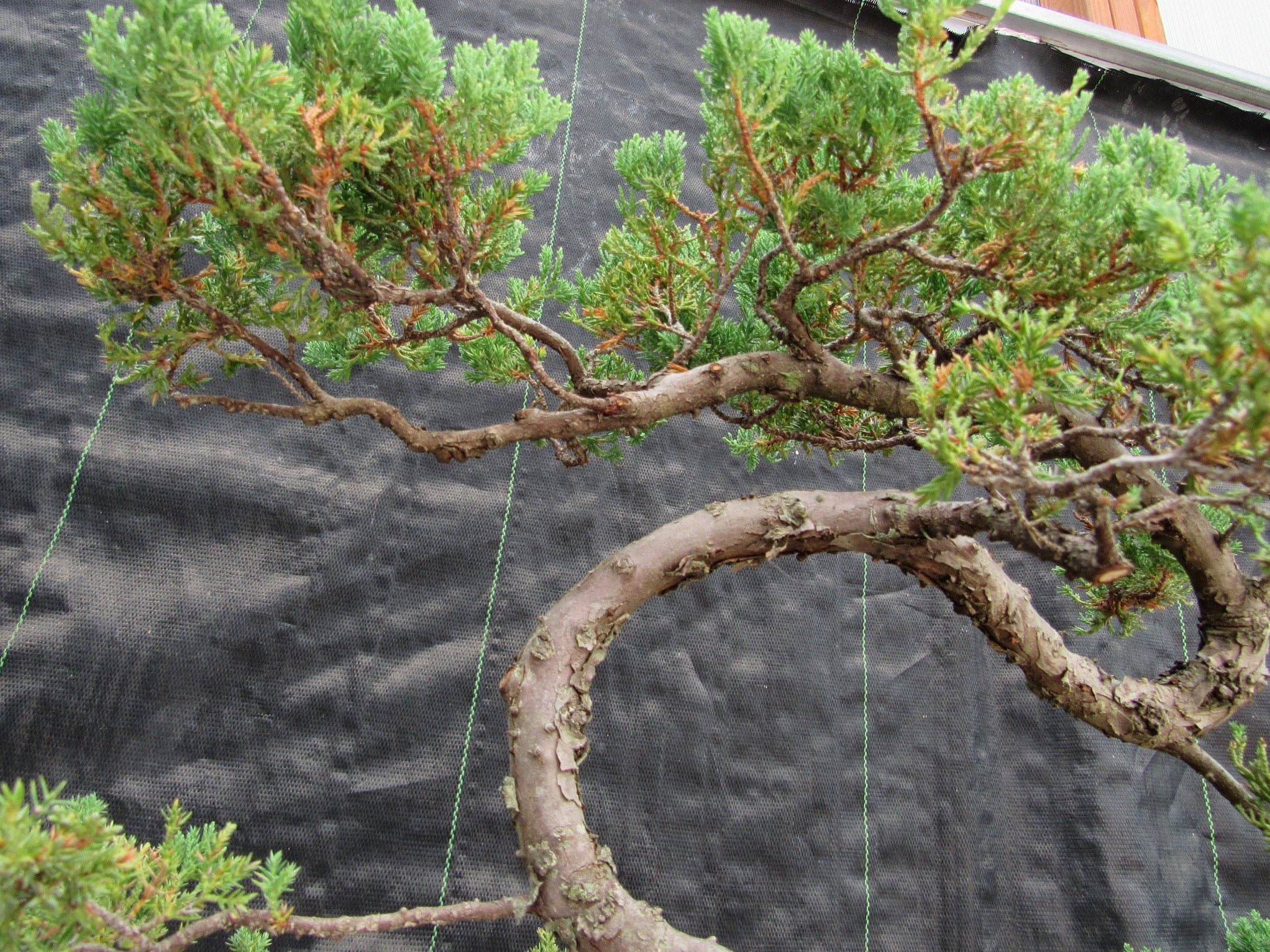 45 Year Old Fish Hook Juniper Specimen Bonsai Tree